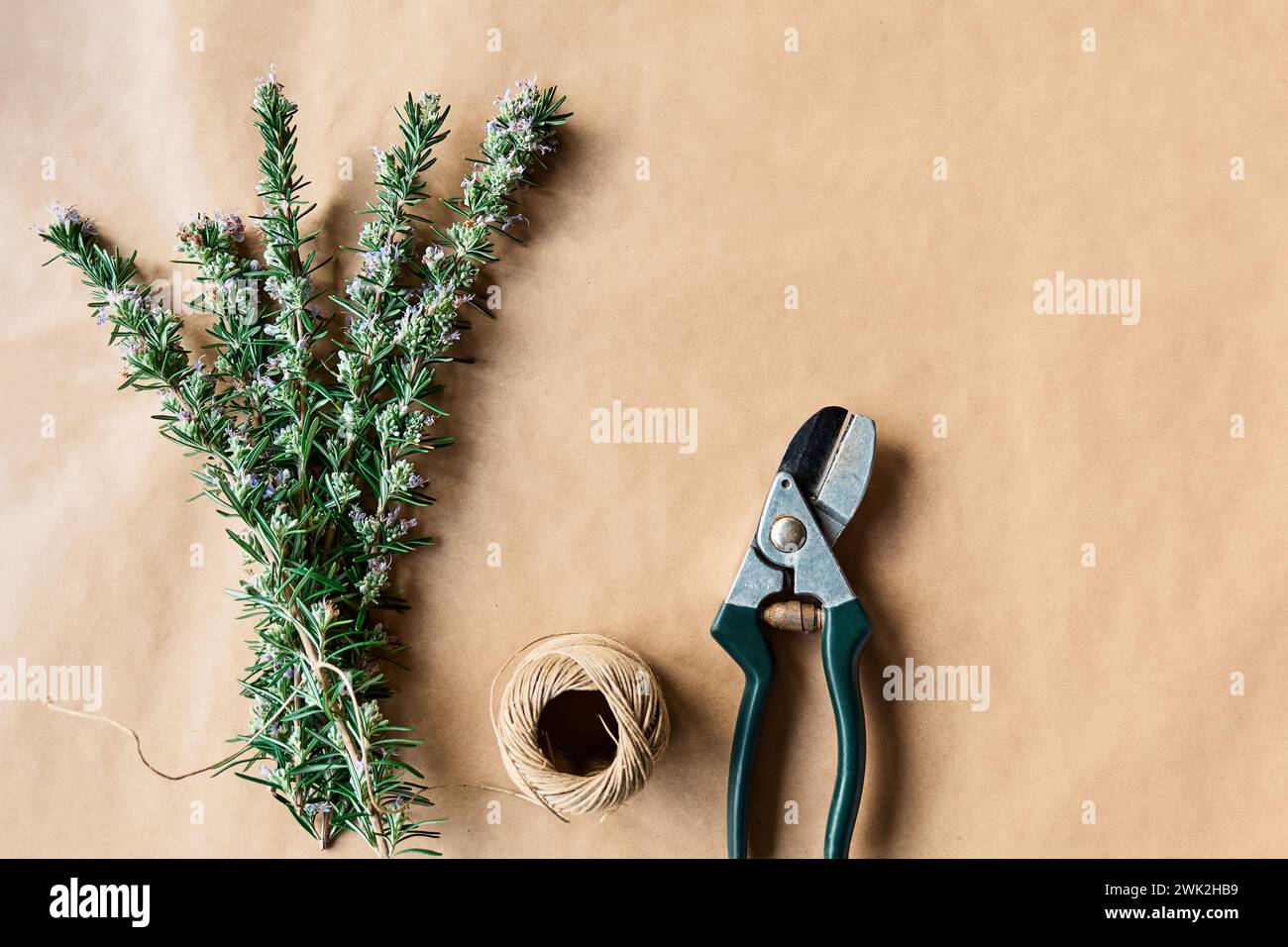 Herbal medicine. Blooming rosemary, rope and gardening scissors on ...