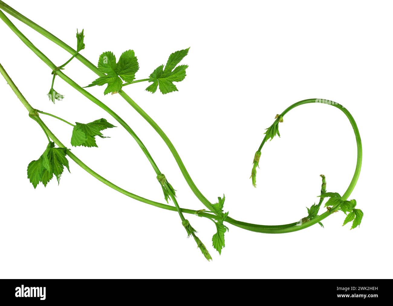 Common hop or Humulus lupulus branch with leaves . Young branches of ...