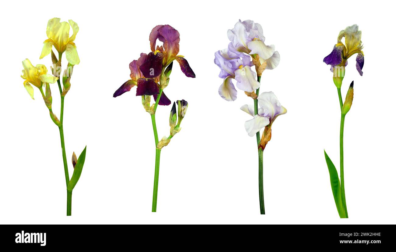set with purple, lilac, yellow and pastel white Iris flower, bud and ...