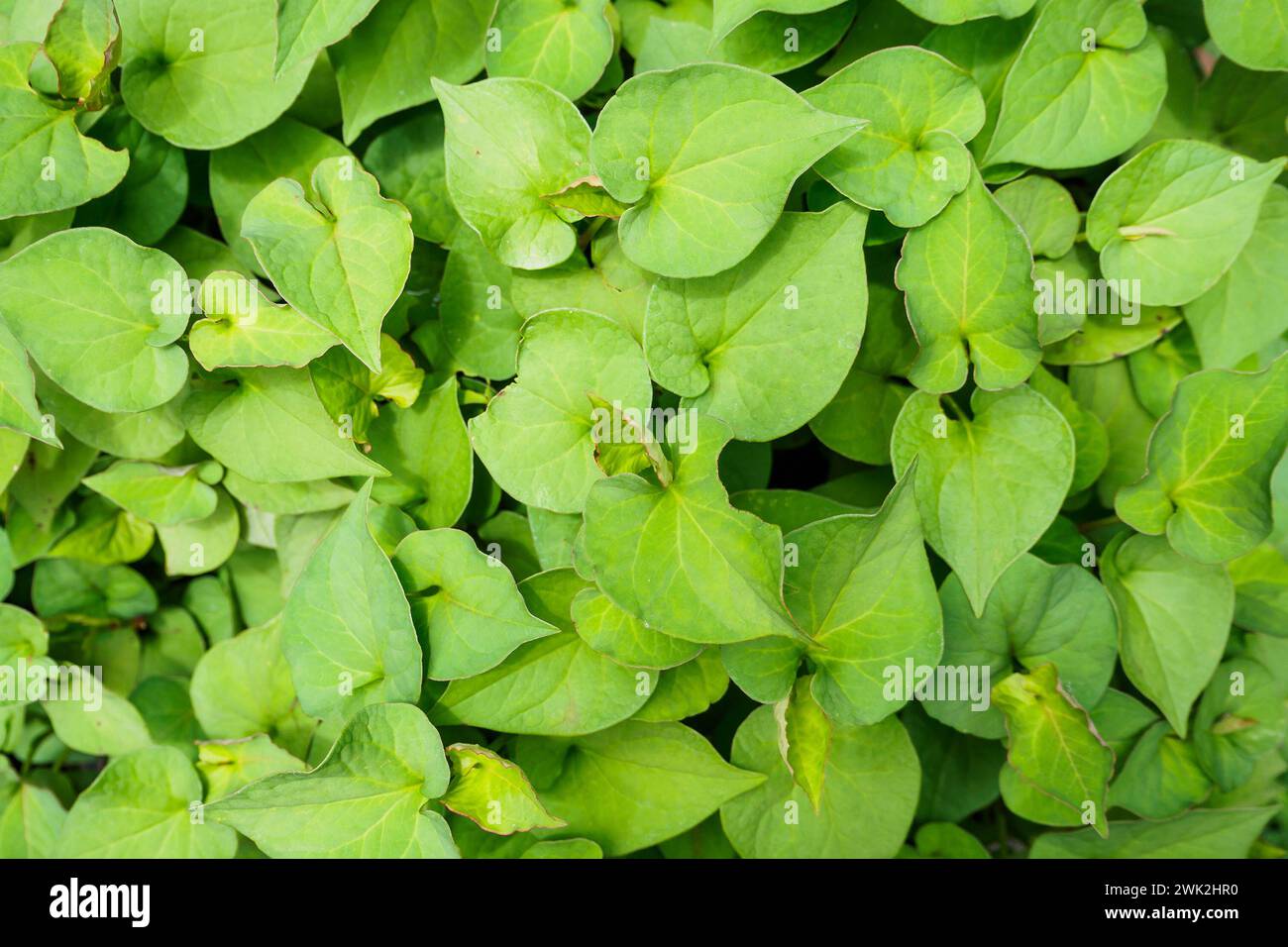 Houttuynia cordata kwon as fish mint or Plu Kaow Thai herbal medicine ...