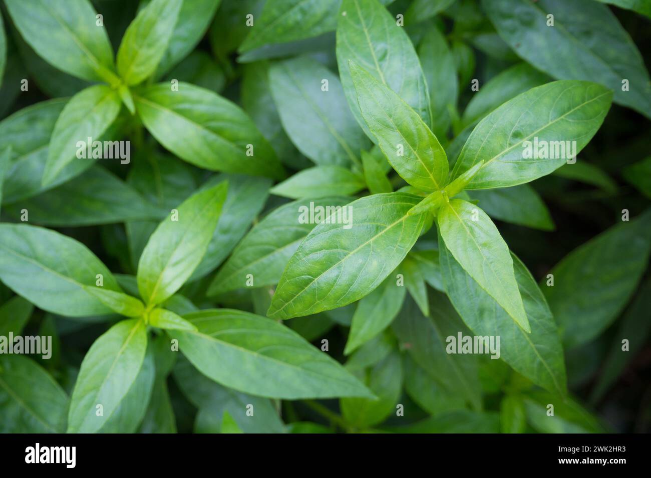 Andrographis paniculata fresh thai hi-res stock photography and images ...