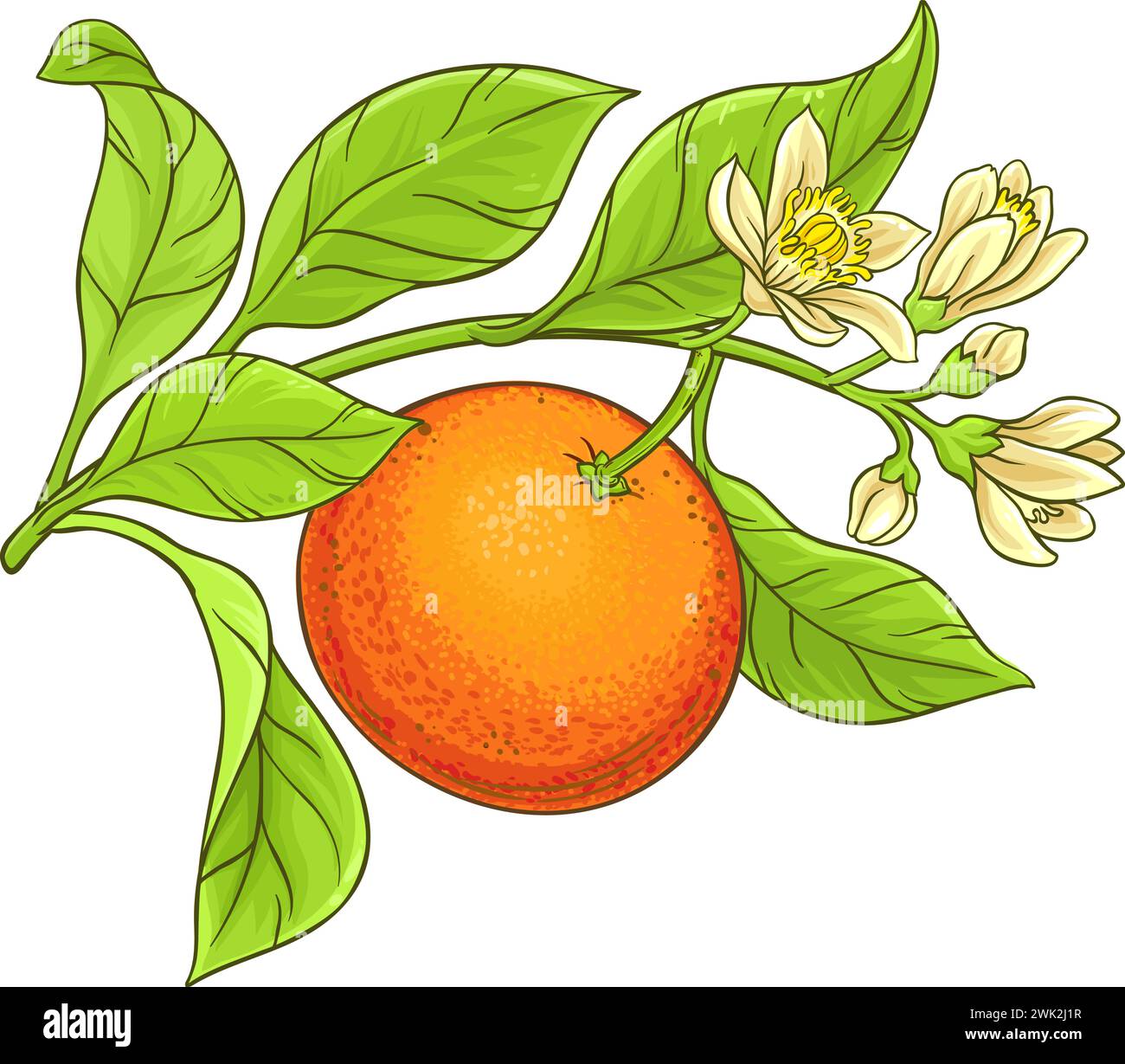 Grapefruit Branch Colored Detailed Illustration Stock Vector Image ...