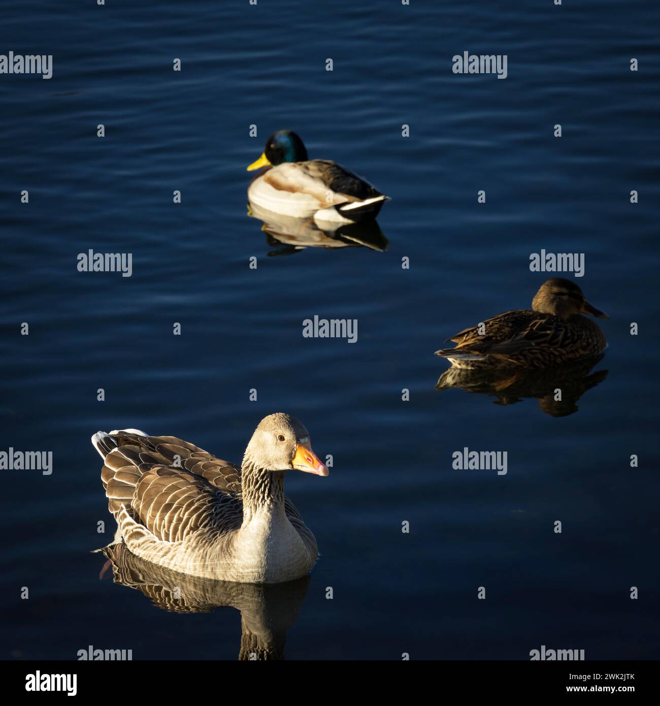 Three ducks float lake Stock Photo - Alamy