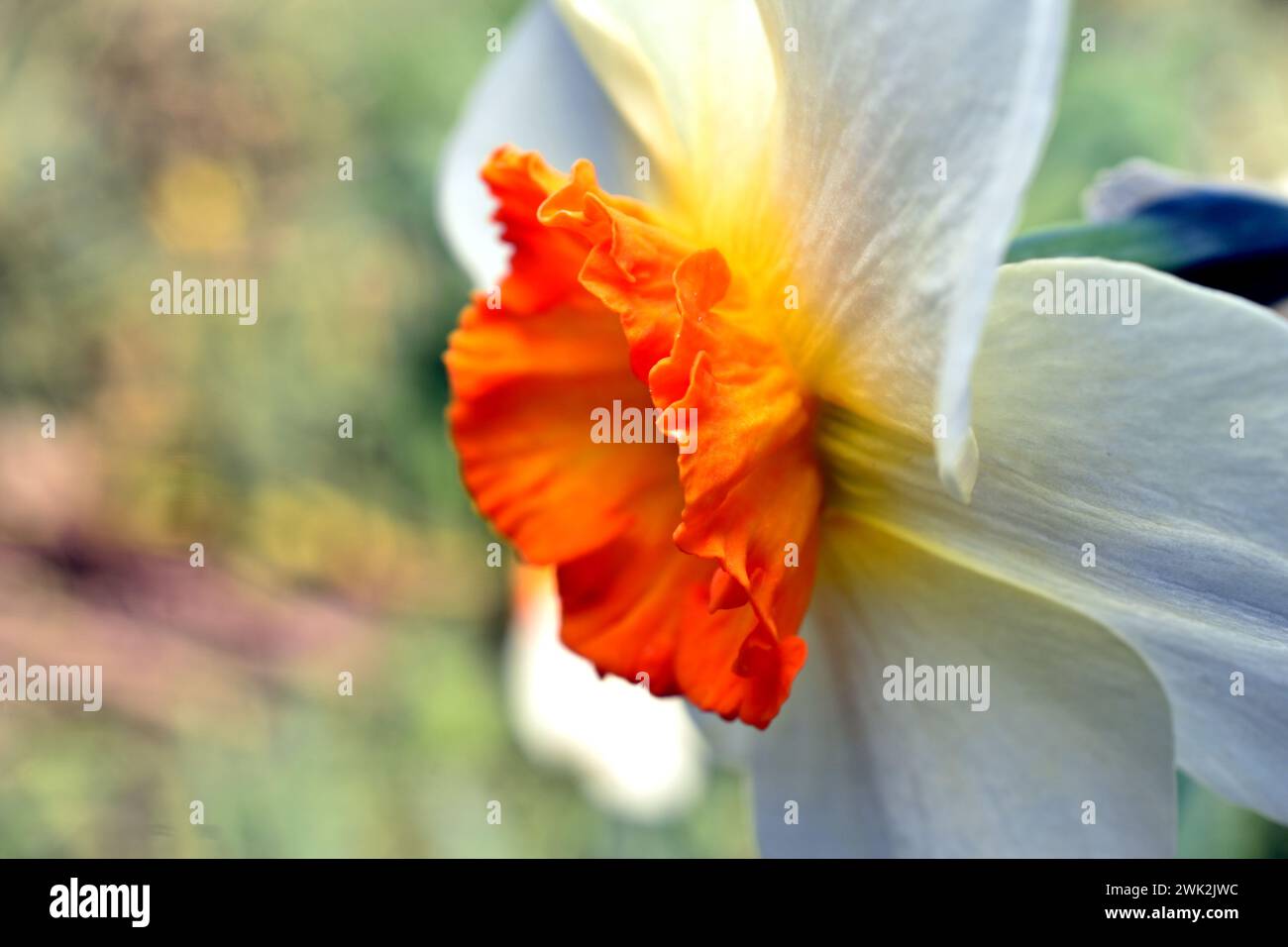 Yellow funnel shaped flower hi-res stock photography and images - Alamy