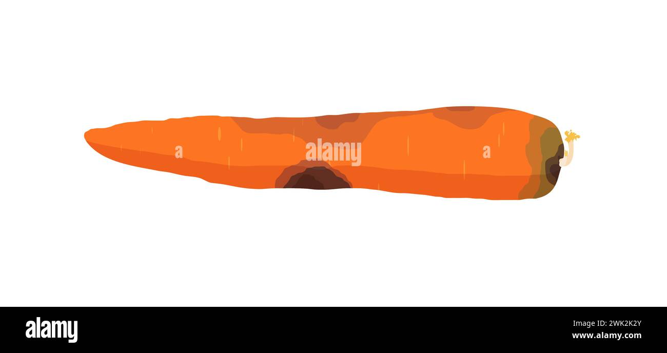 Spoiled carrot vegetable. Rotten food product, organic food waste ...