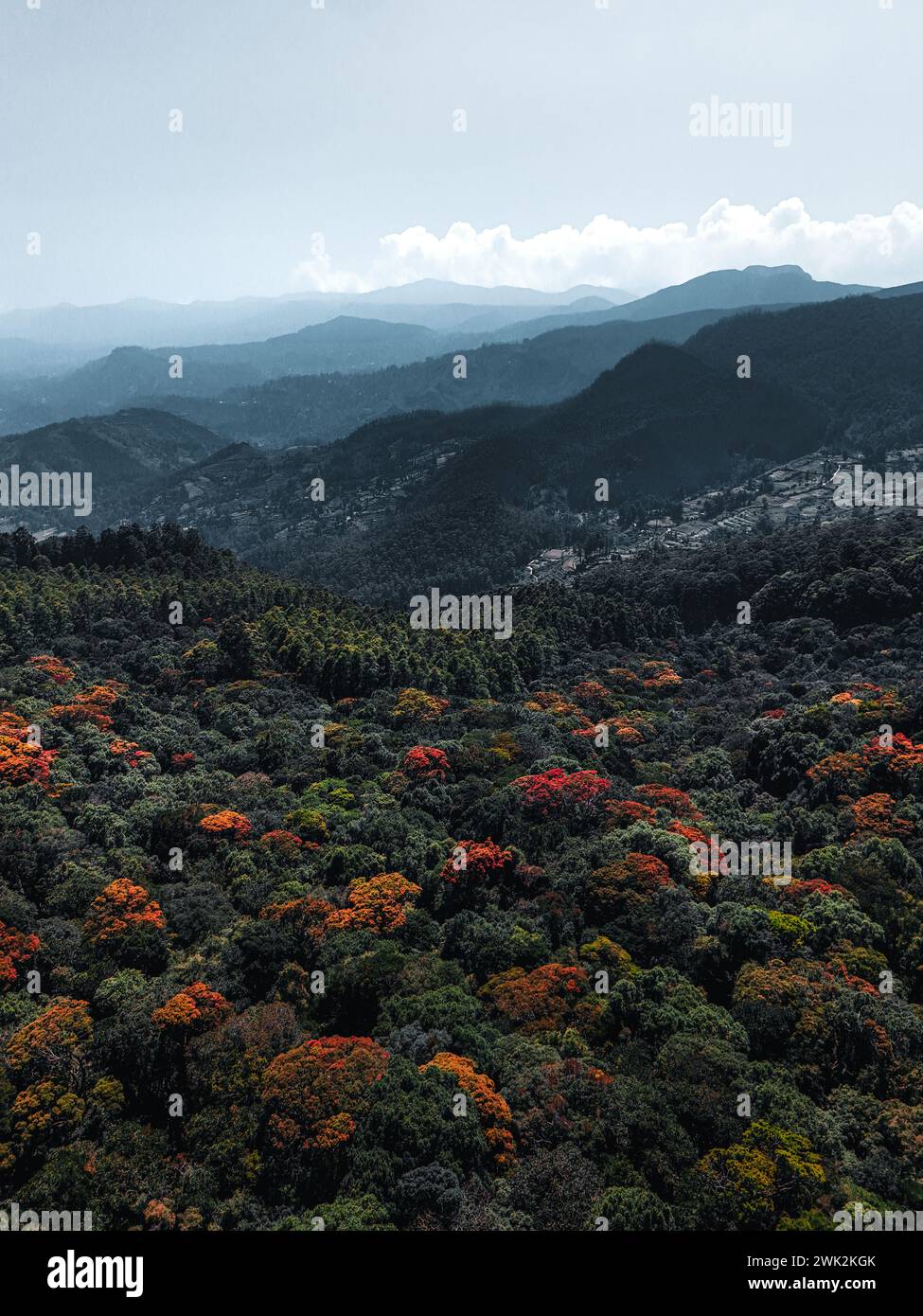 Breathtaking view trees in hi-res stock photography and images - Alamy