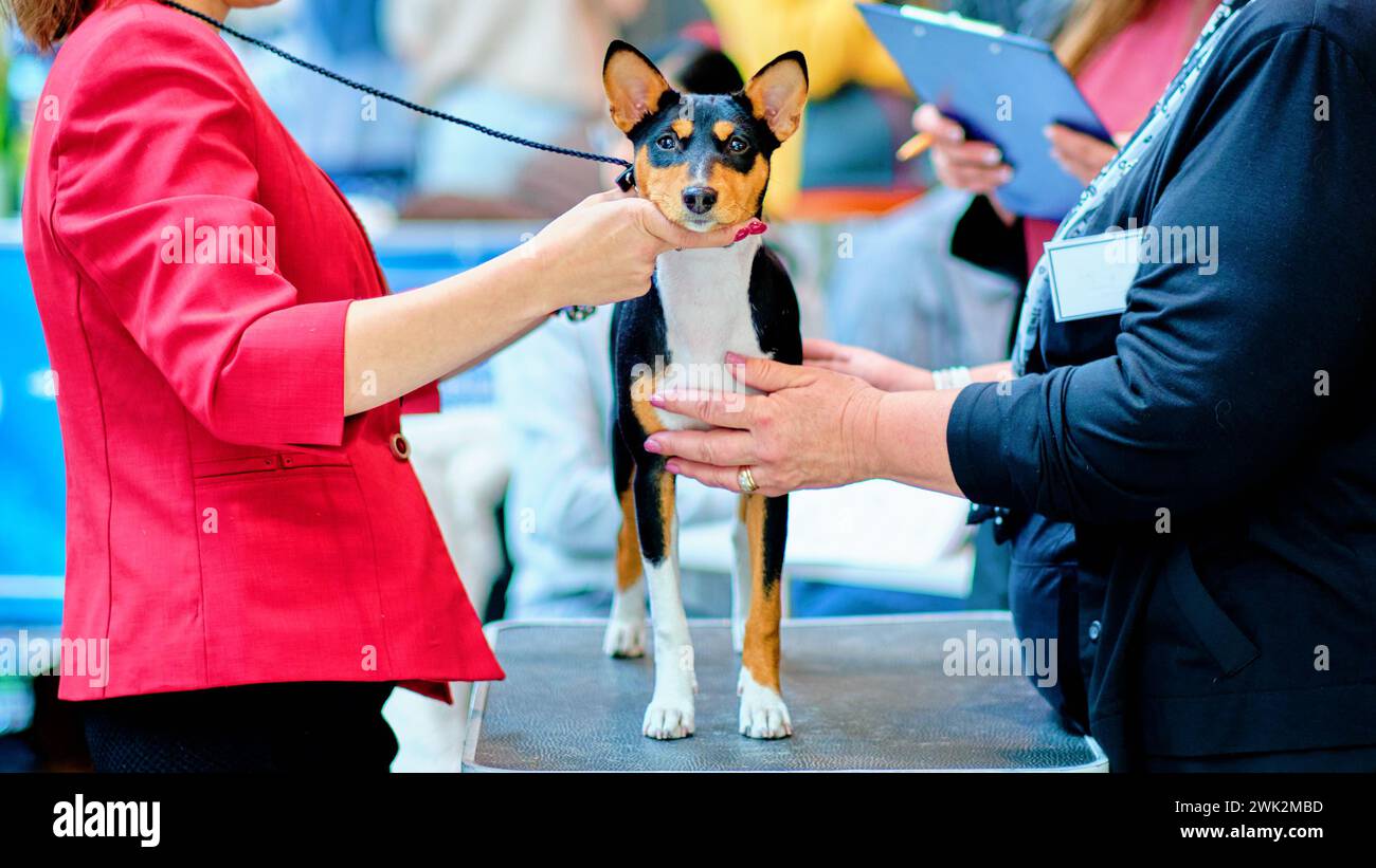 The Basenji dog is being examined at a dog show by dog breed ...