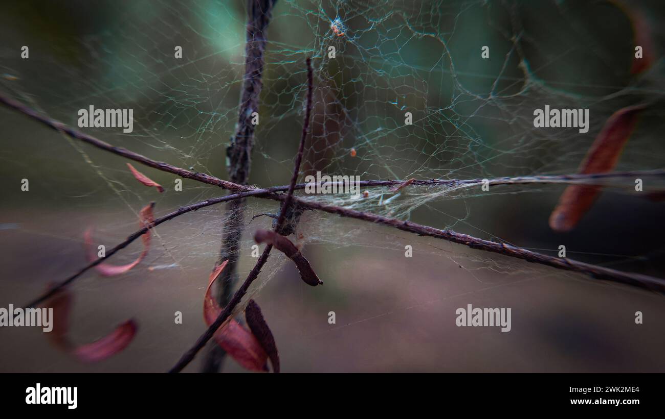 Foliage webbing spider hi-res stock photography and images - Alamy
