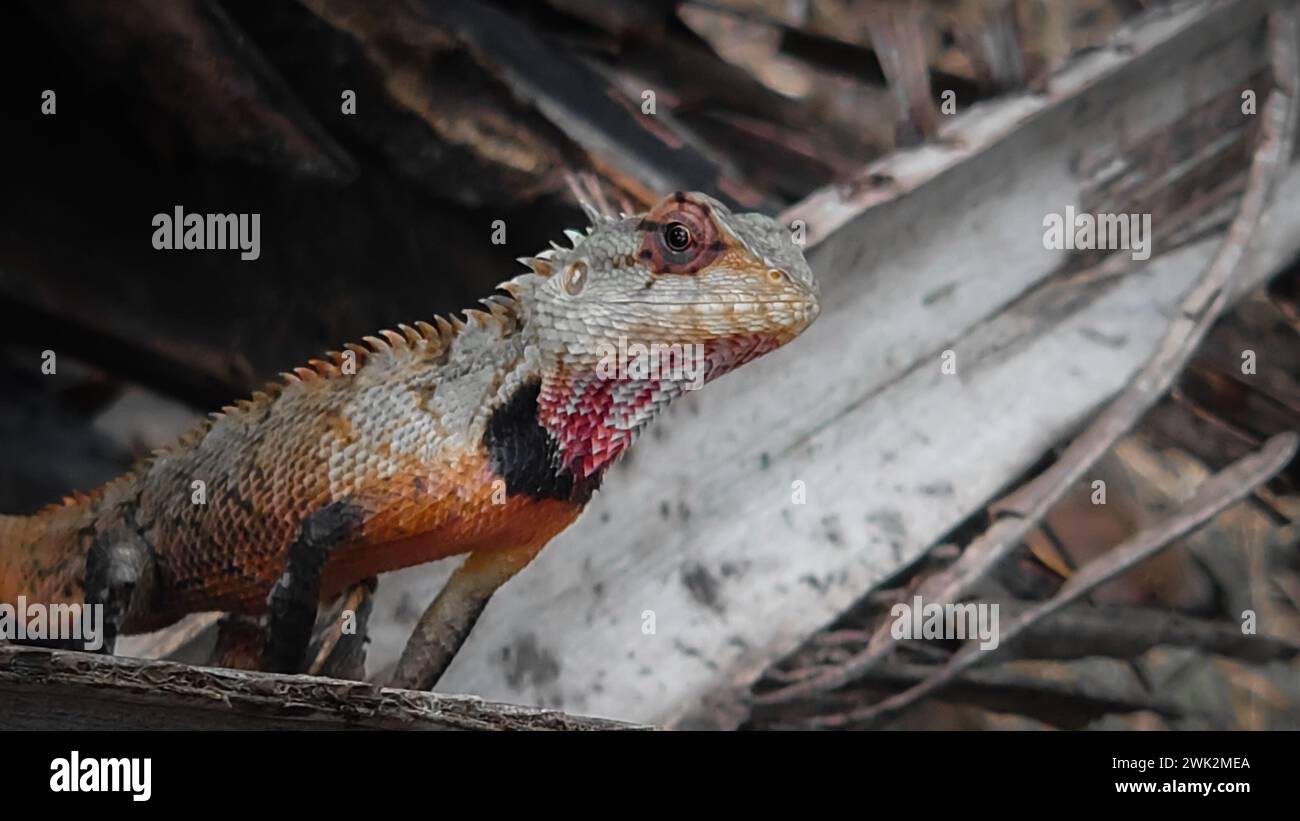 A lizard standing tall, its head lowered beside a structure Stock Photo ...