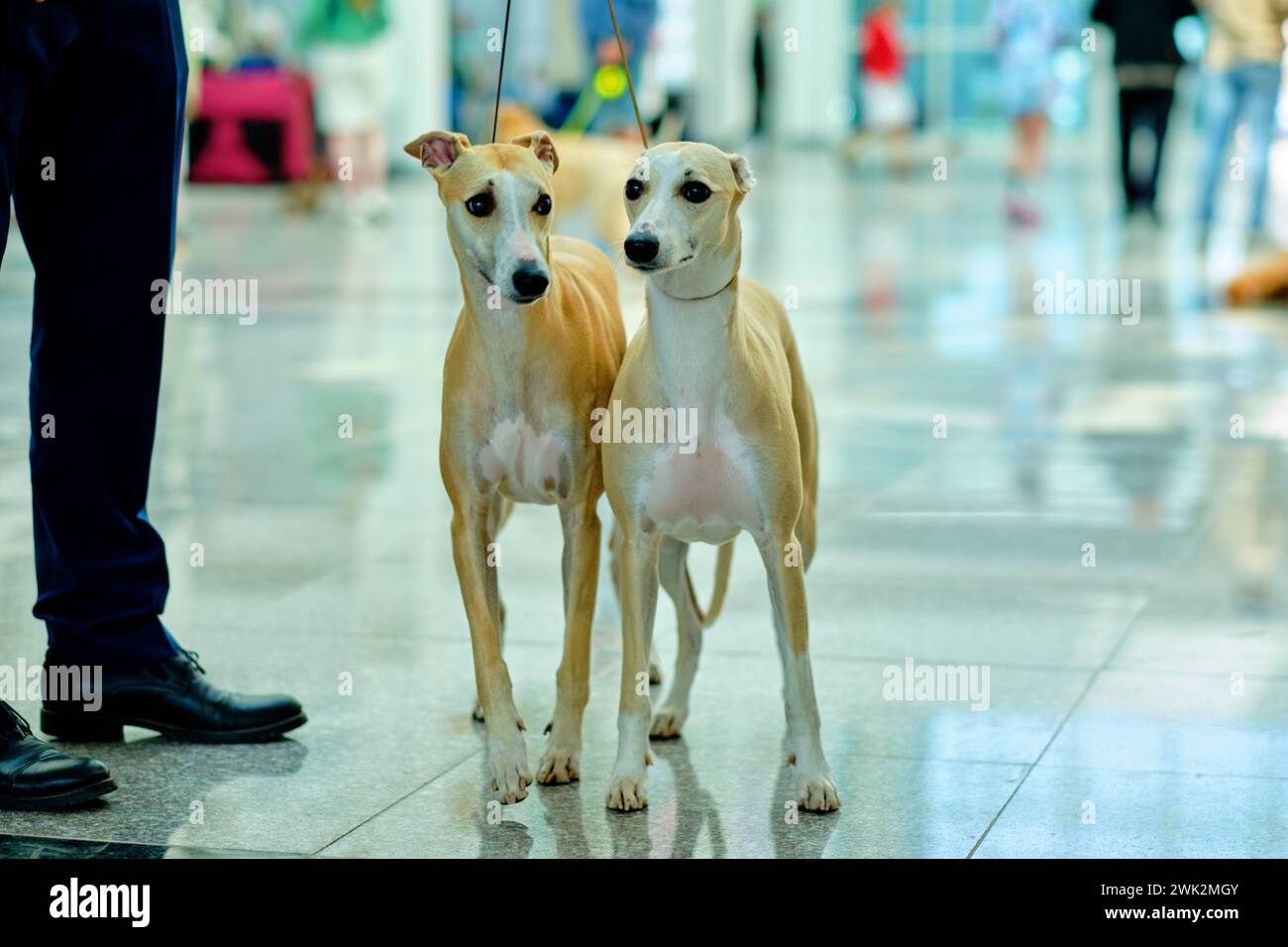 Two Whippet dogs are standing next to each other, the middle plan of ...
