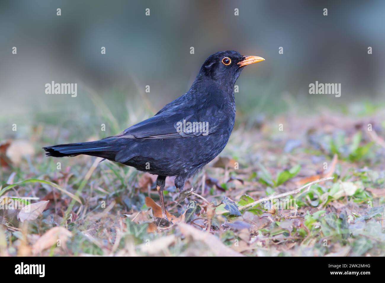 blackbird foraging for food on lawn (Turdus merula); this is a species ...