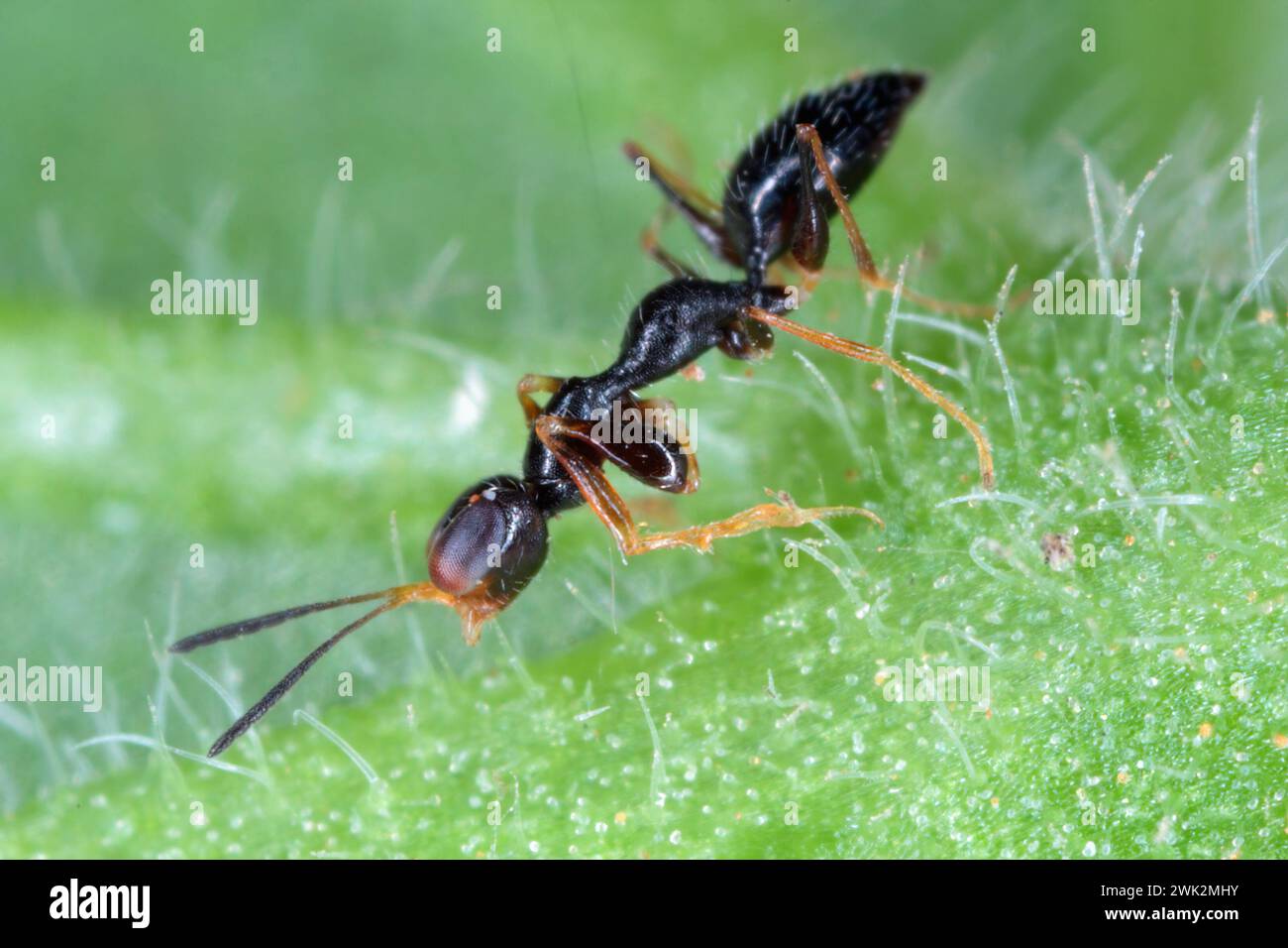 Pincer Wasp (Dryinidae) genus Gonatopus. Adult wasp. Parasitoid of ...