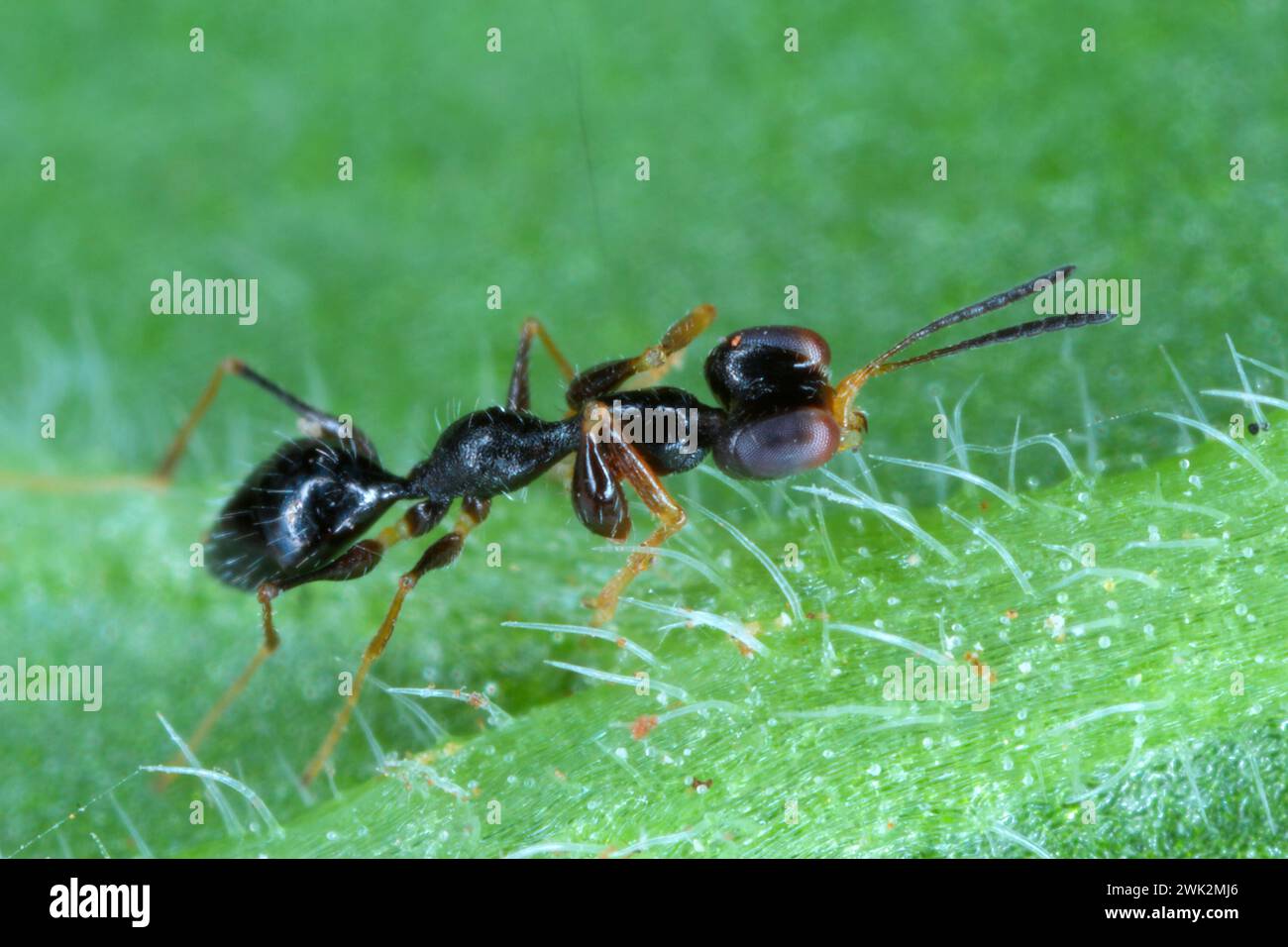 Pincer Wasp (Dryinidae) genus Gonatopus. Adult wasp. Parasitoid of ...