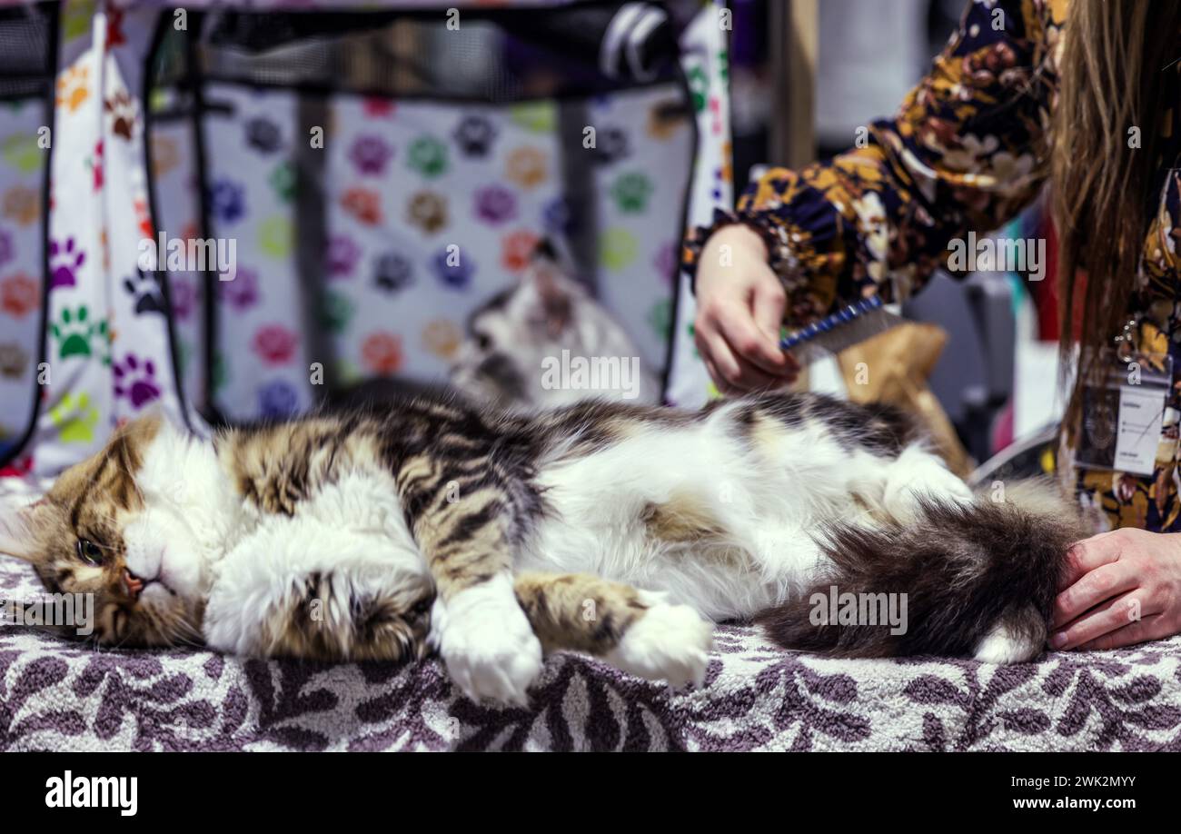 Olympia London 18 Feb 2024 JApuurfect week end at Cat Extravaganza ...