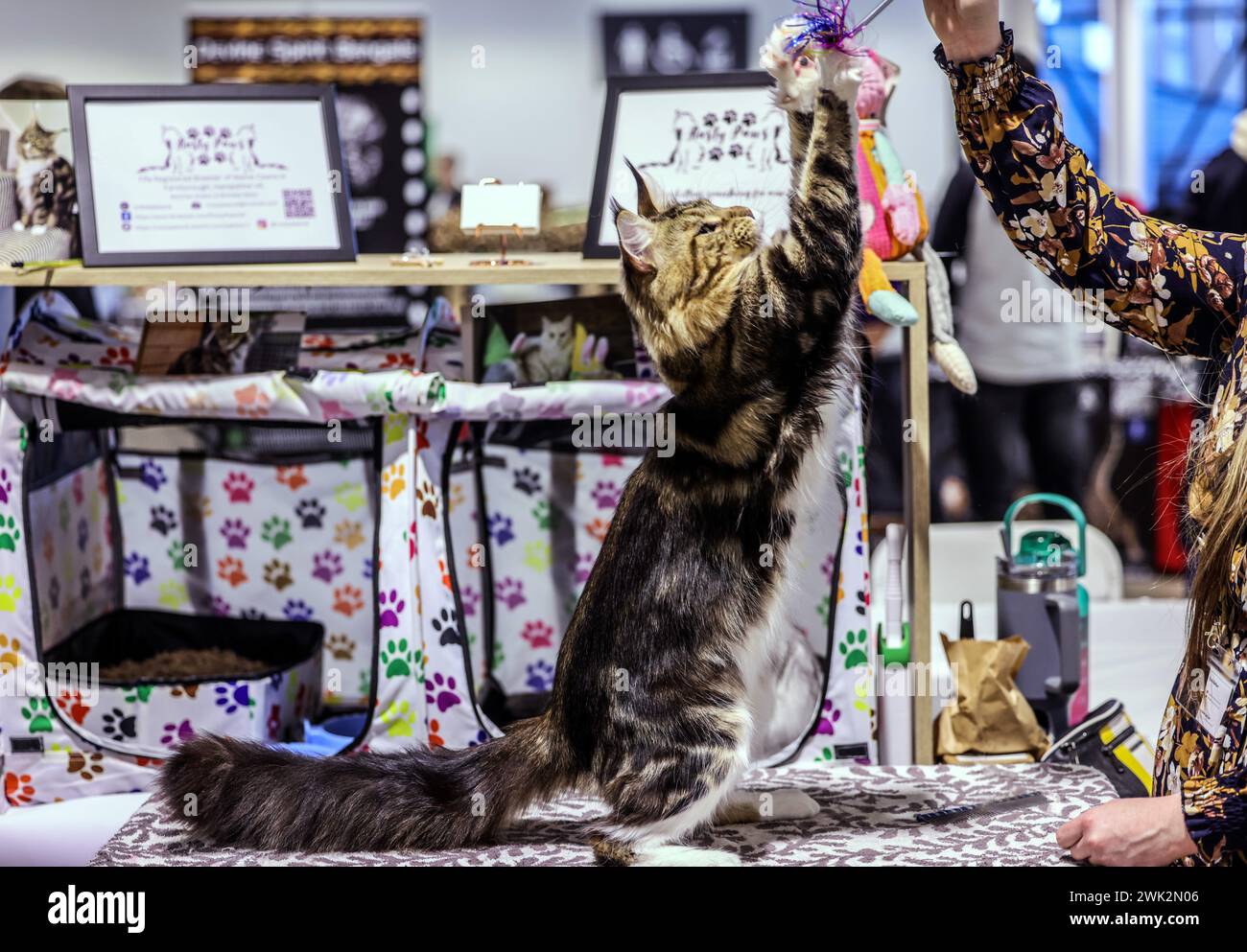 Olympia London 18 Feb 2024 JApuurfect week end at Cat Extravaganza ...