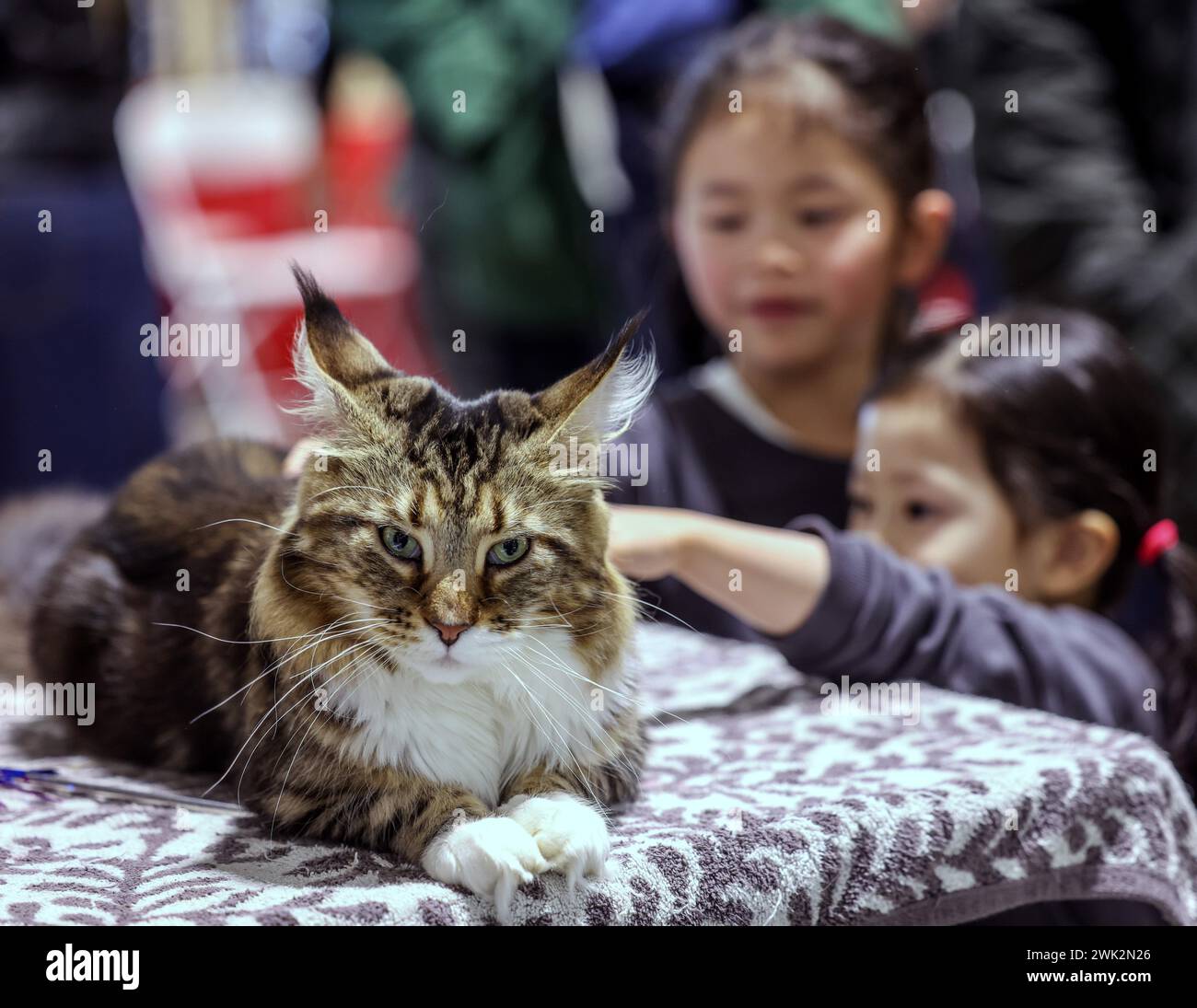 Olymia london cat show hi-res stock photography and images - Alamy