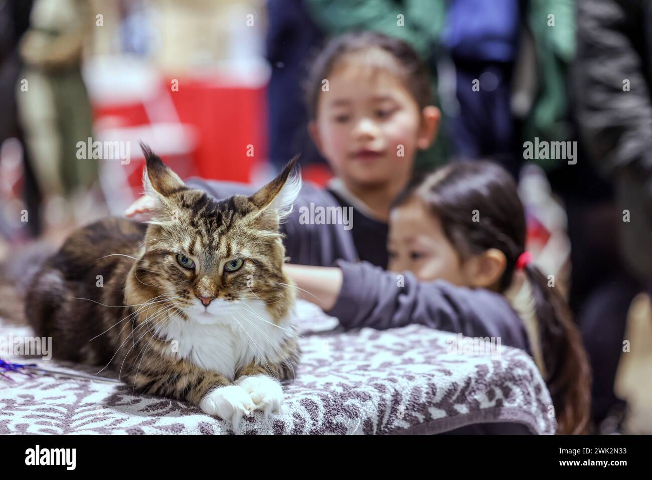 Olympia London 18 Feb 2024 A puurfect week end about nothing but Cats ...