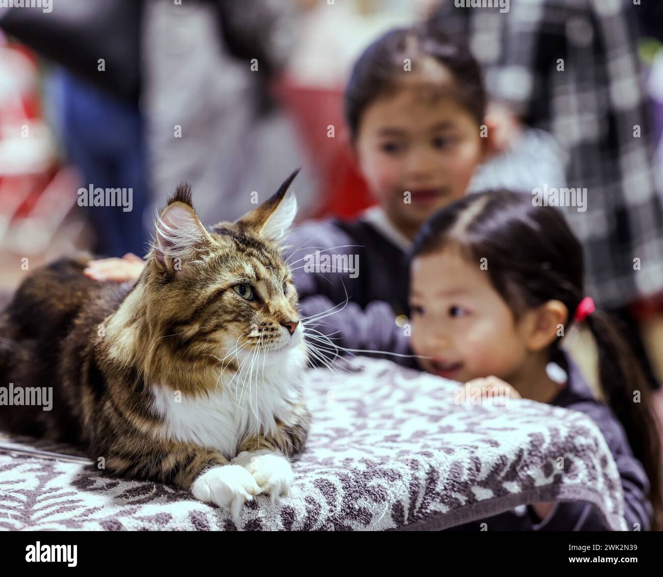 Olymia london cat show hi-res stock photography and images - Alamy