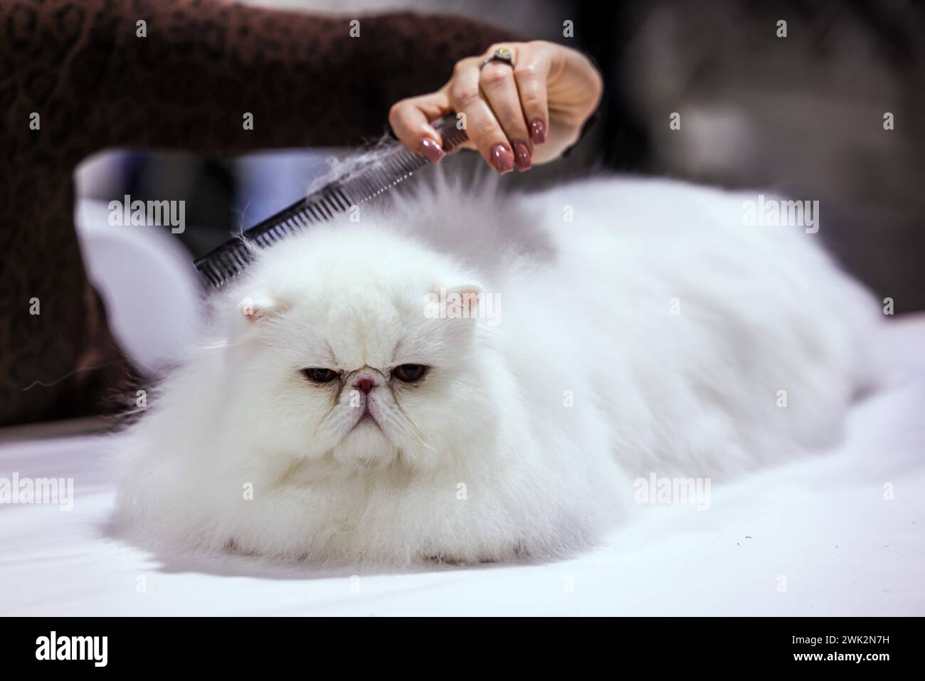 Olymia london cat show hi-res stock photography and images - Alamy