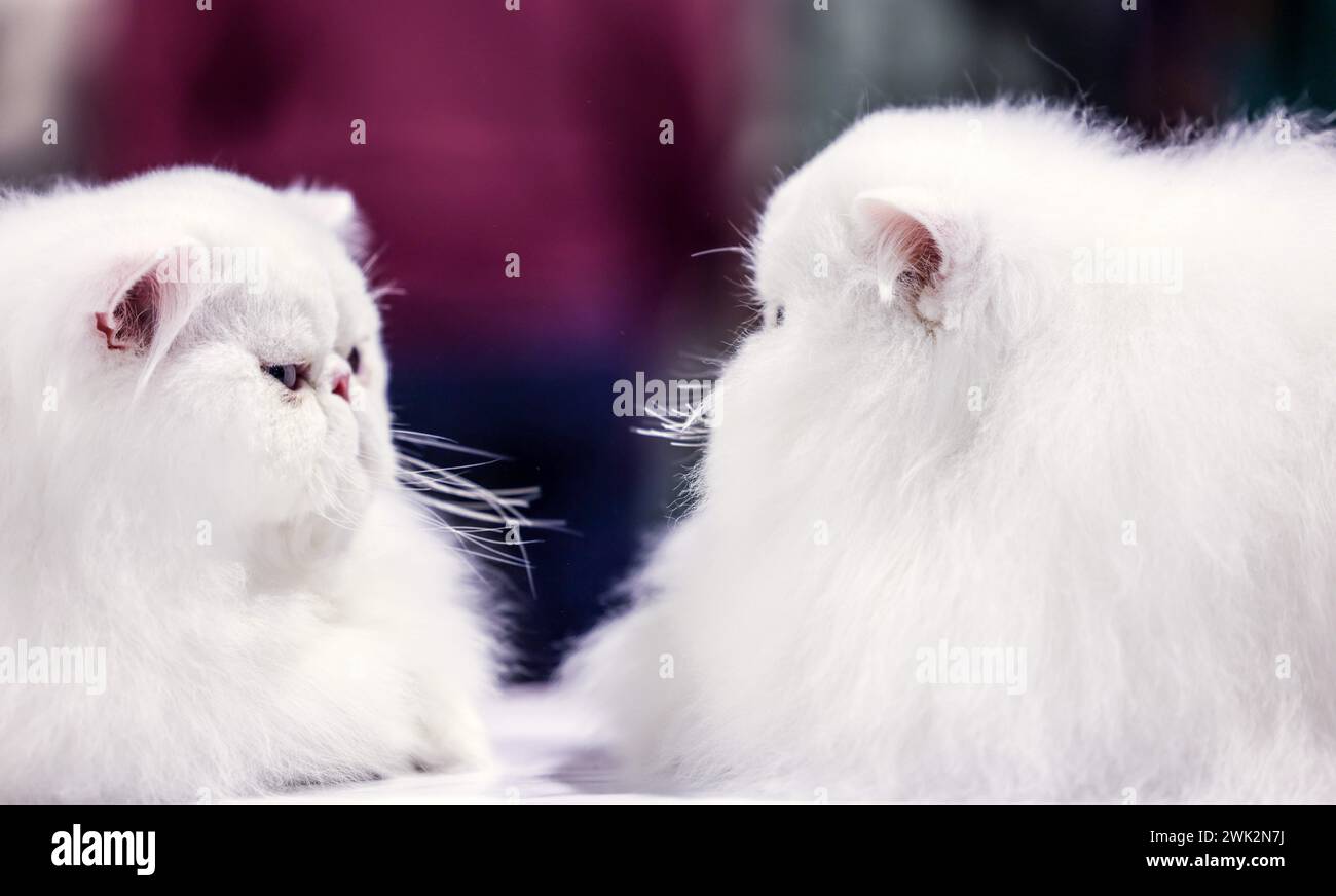 Tiffy hi-res stock photography and images - Alamy