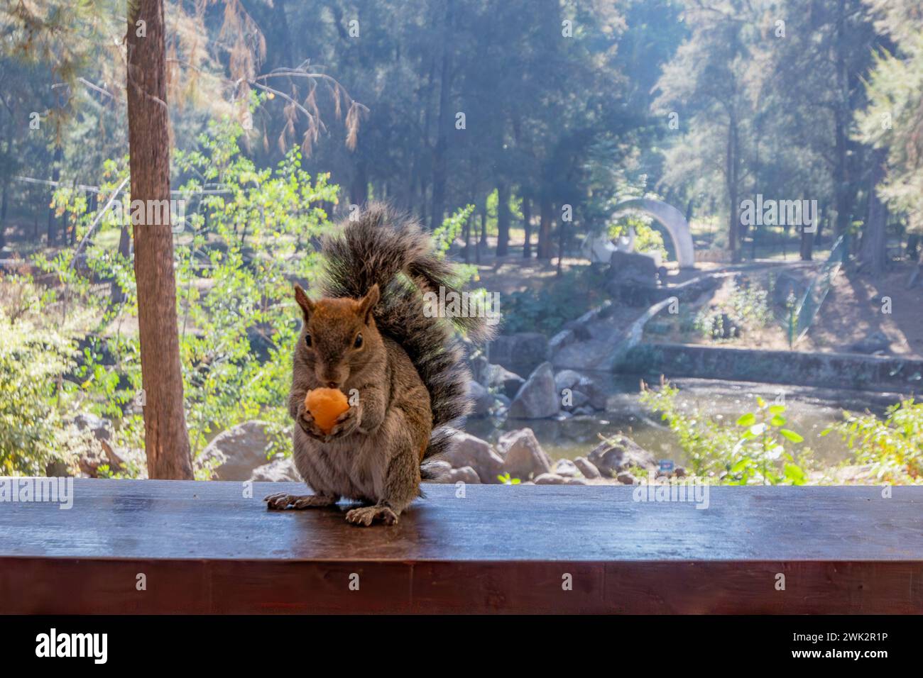 Squirrel standing eating a piece of bread on fence of terrace in ...
