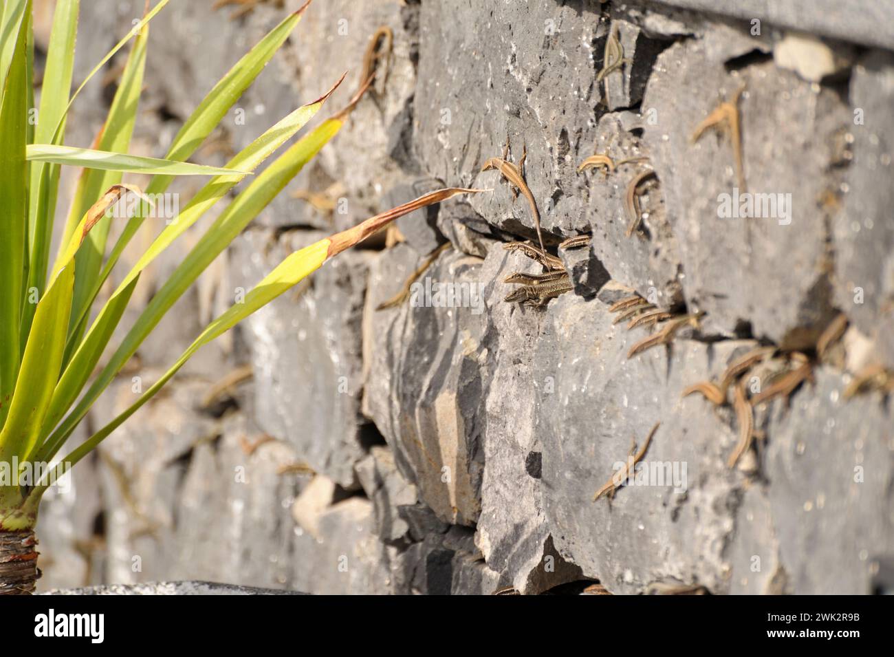 Madeira wall lizard hi-res stock photography and images - Alamy