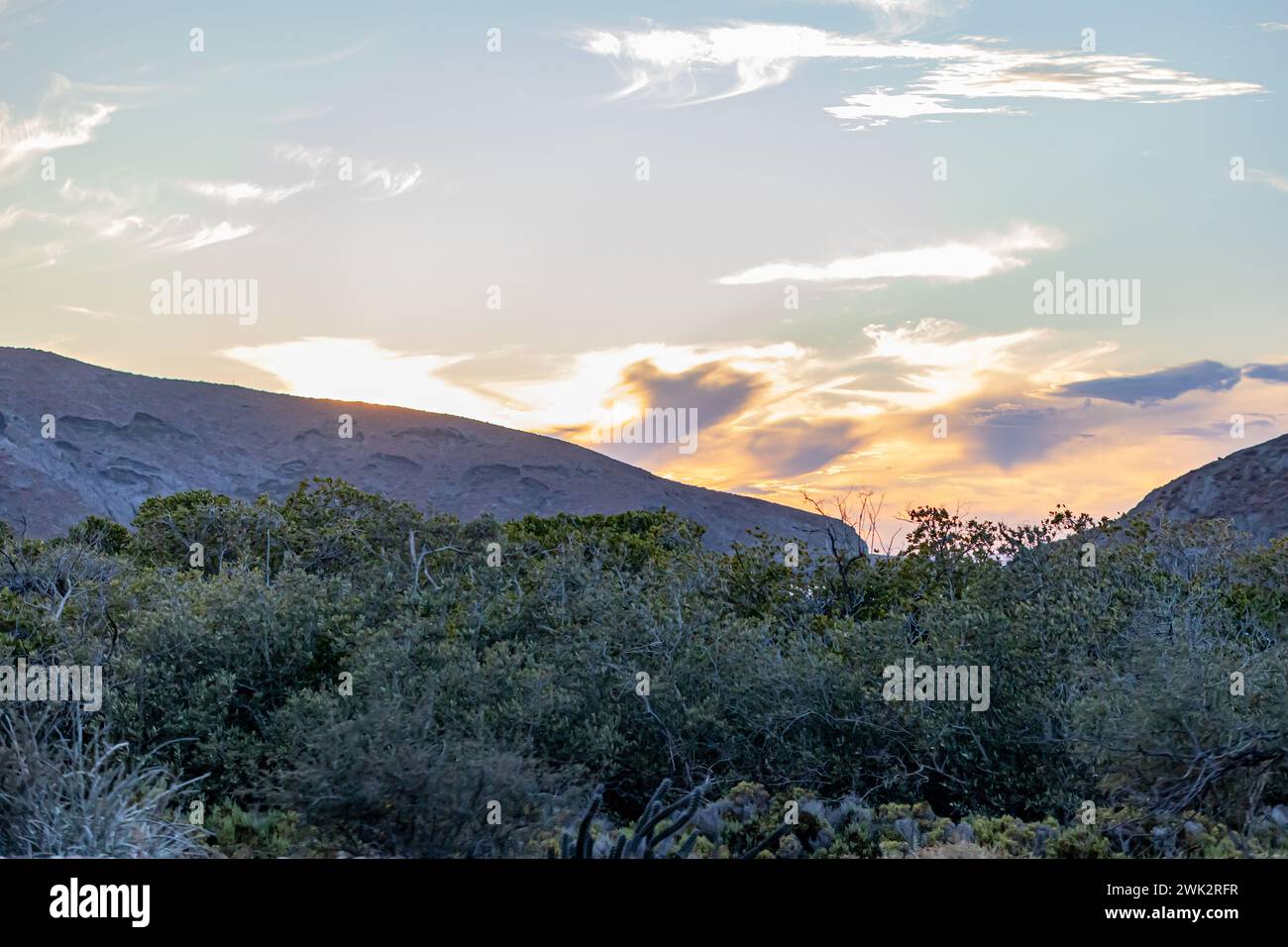 Juniper trees, steppes, shrublands, wild plants in an arid Mexican ...