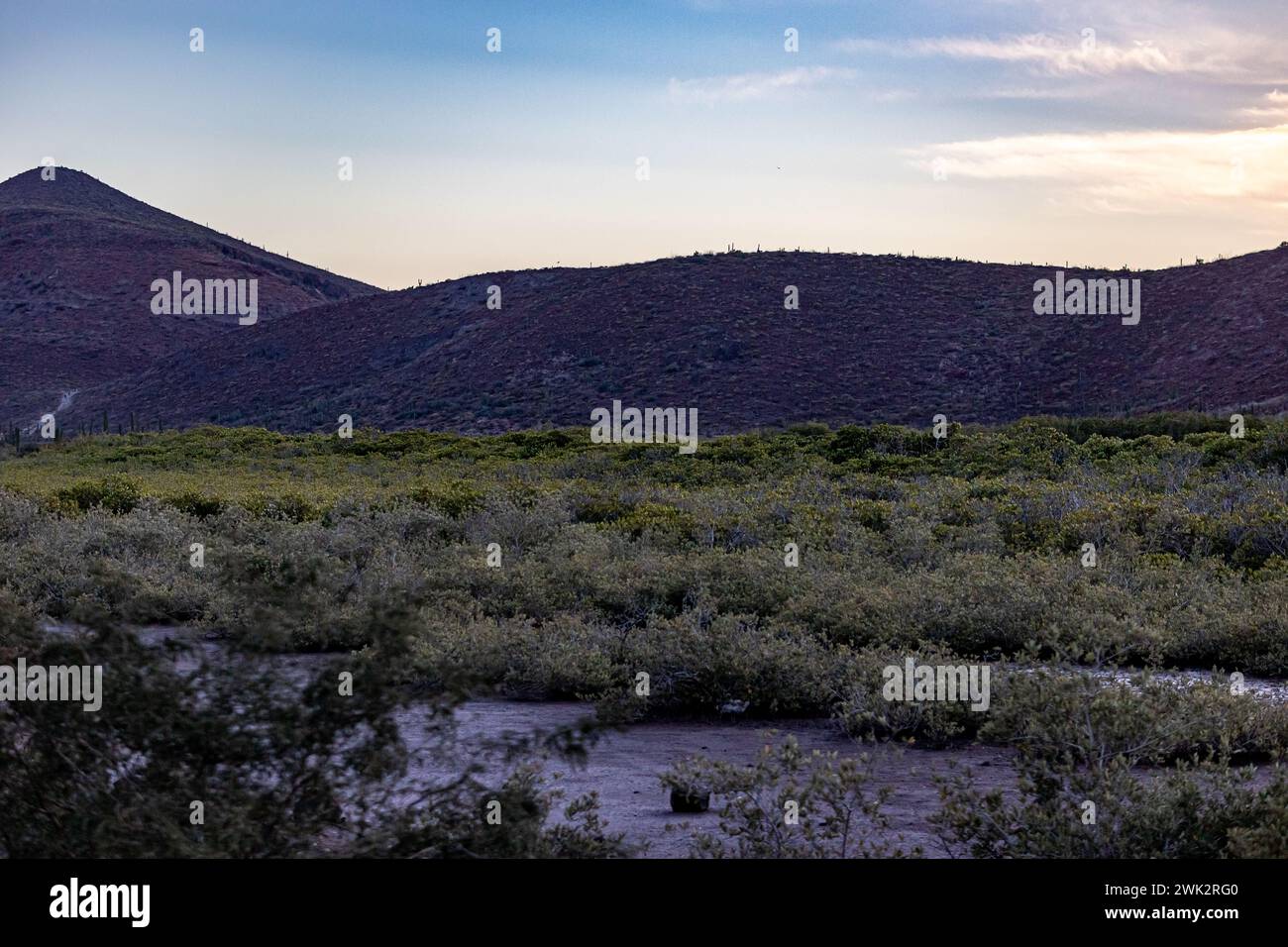 Mexican desert landscape with juniper trees and scrubland, imposing ...