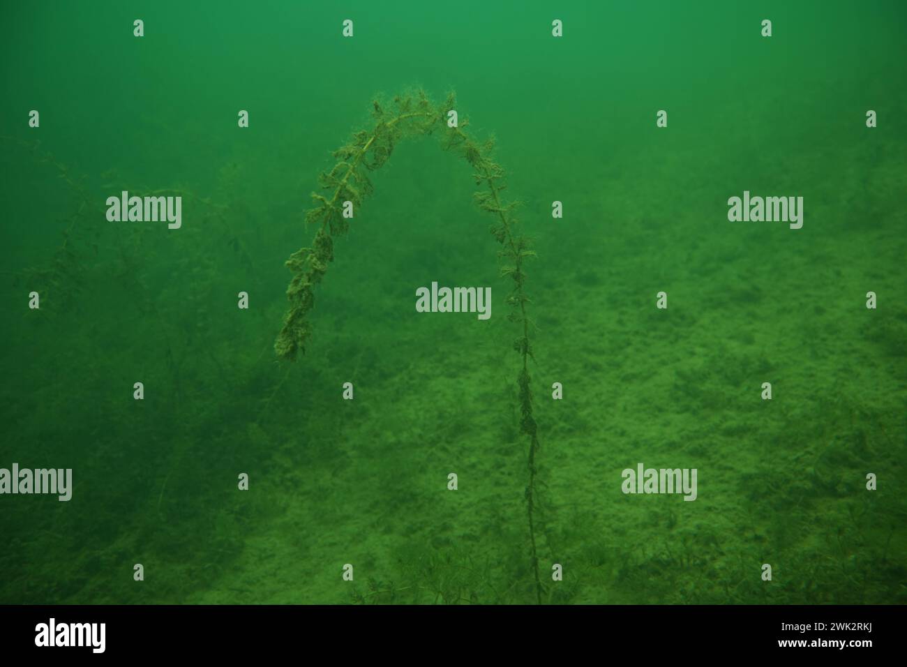 Underwater grass hi-res stock photography and images - Alamy