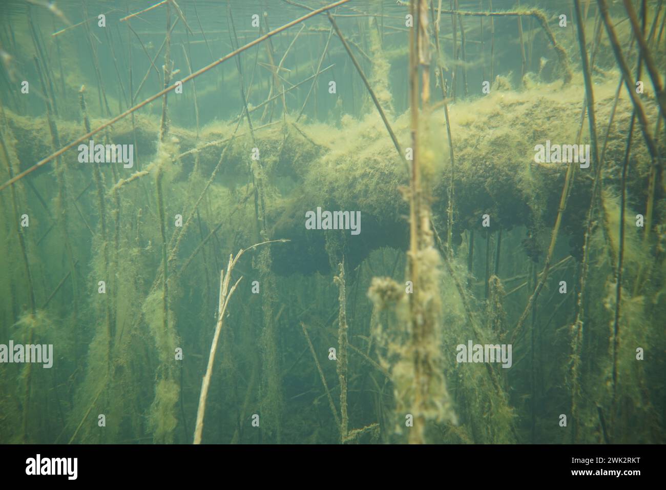 Underwater photo of a fallen tree Stock Photo - Alamy