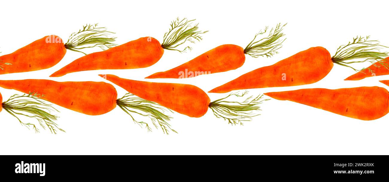 Hand drawn border with carrots. Watercolor vegetable illustration, menu ...