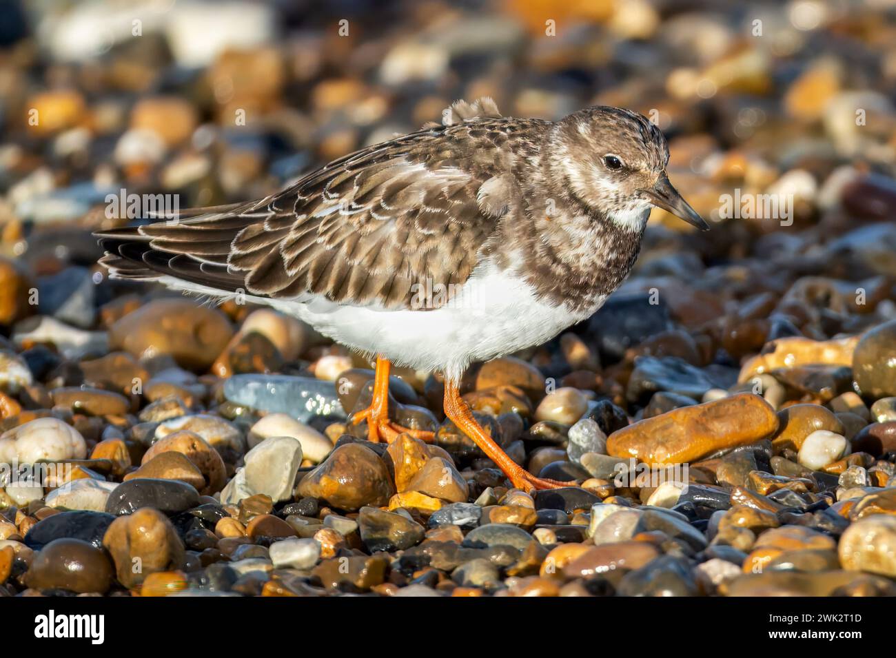 Turnstone, RSPB Titchwell Marsh Nature Reserve, Norfolk, UK Stock Photo ...