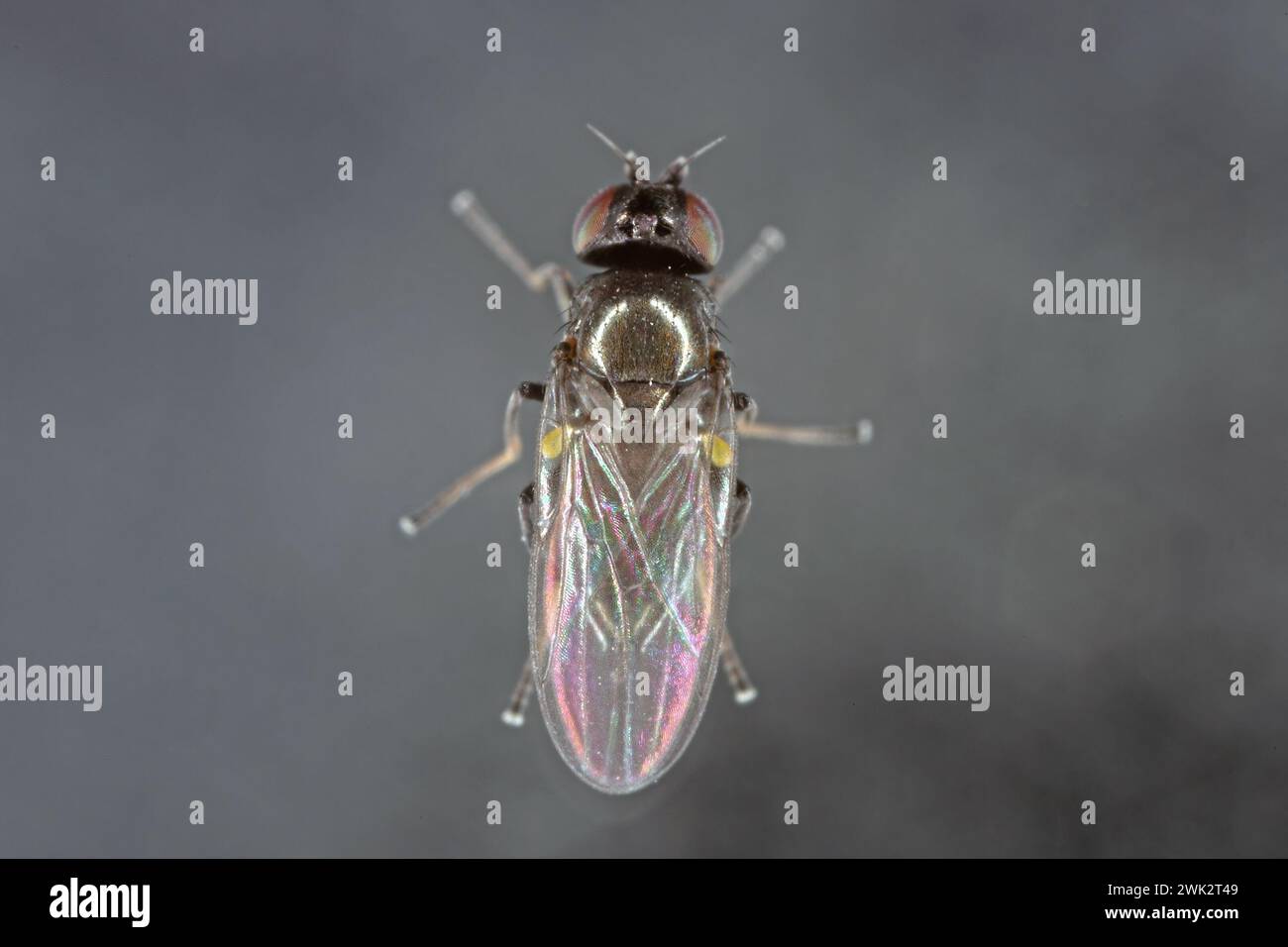 Frit fly (Oscinella frit) European species of the family Chloropidae ...