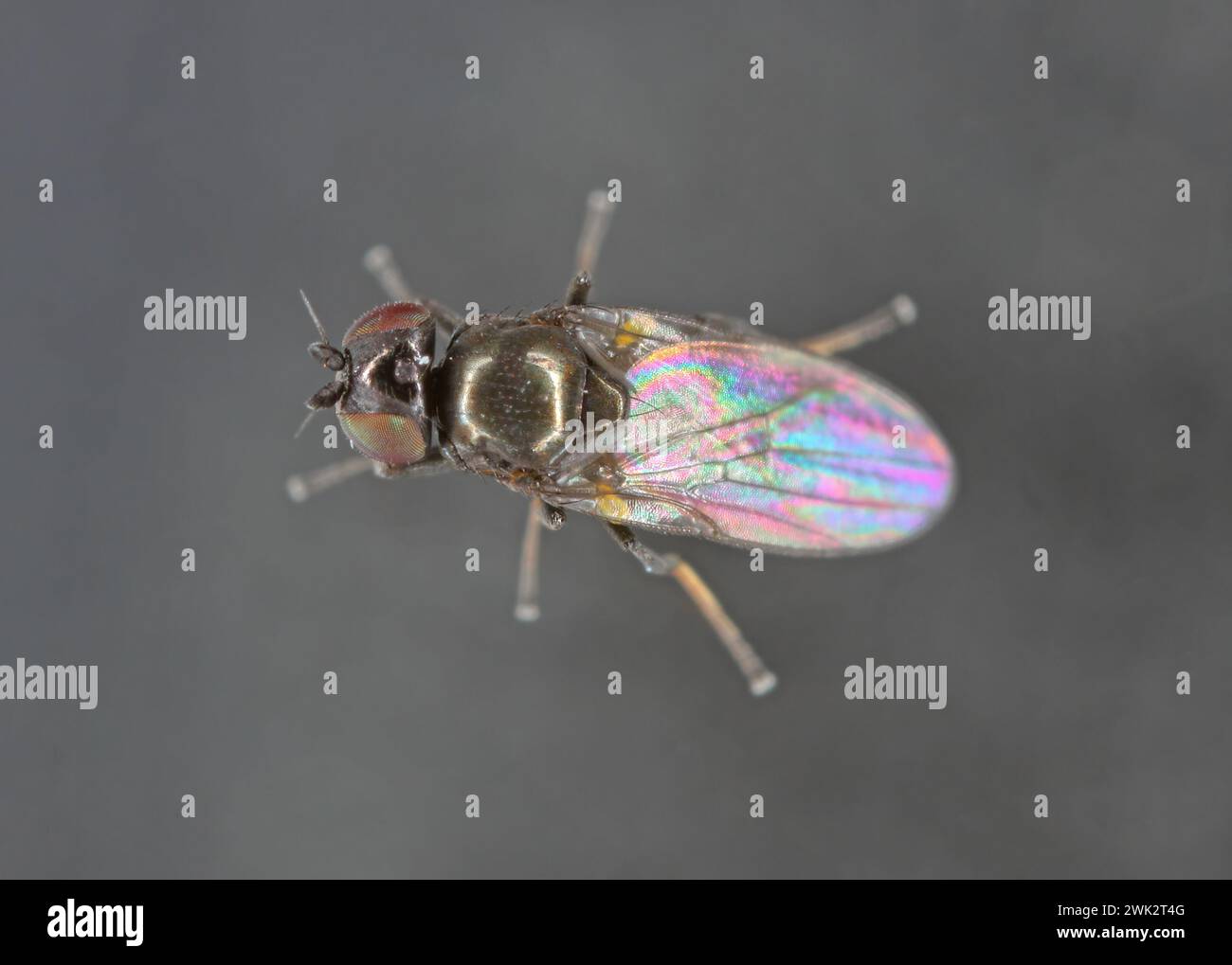 Frit fly (Oscinella frit) European species of the family Chloropidae. Agricultural pest causing ...