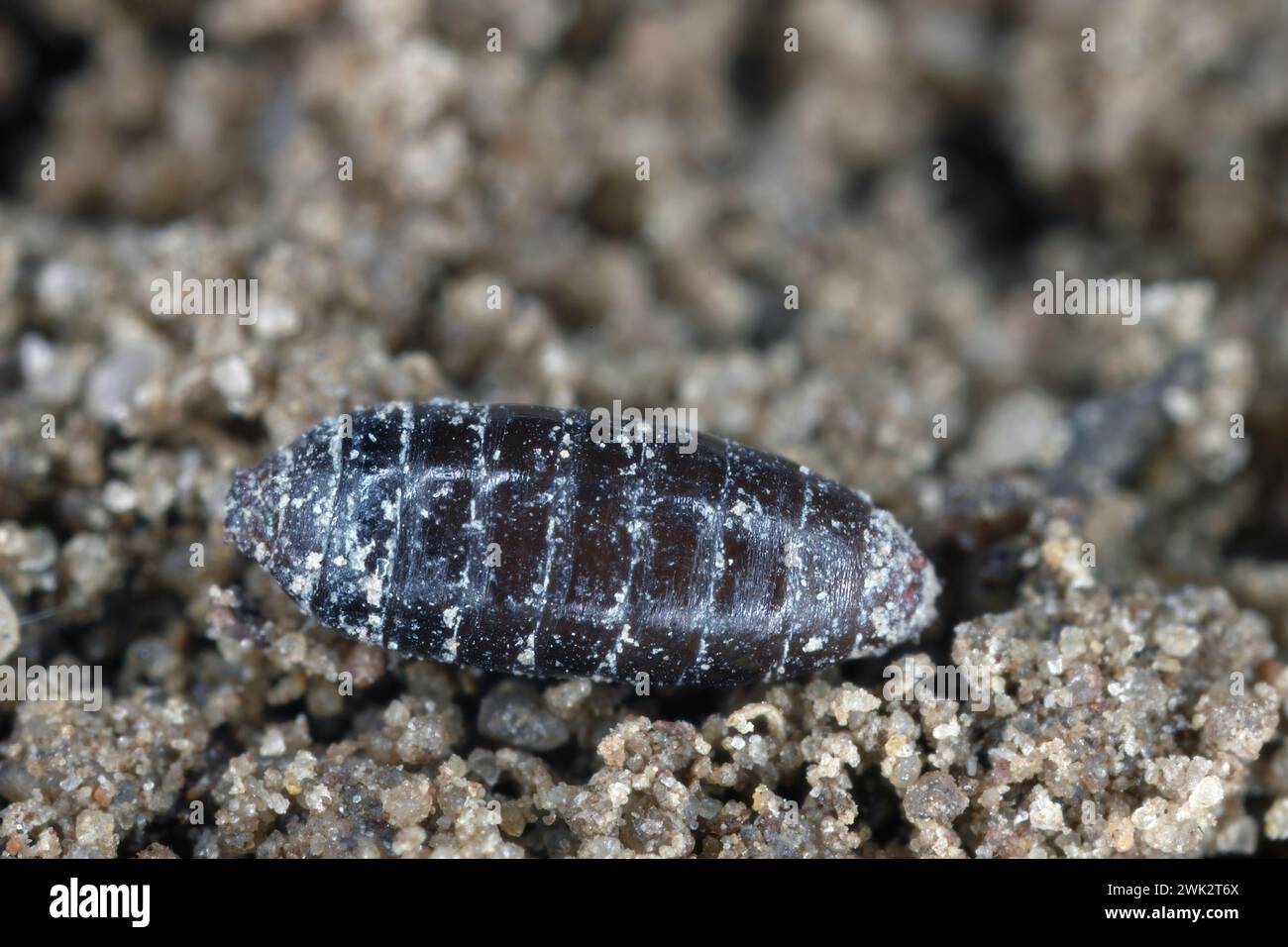 Frit fly (Oscinella frit) European species of the family Chloropidae ...