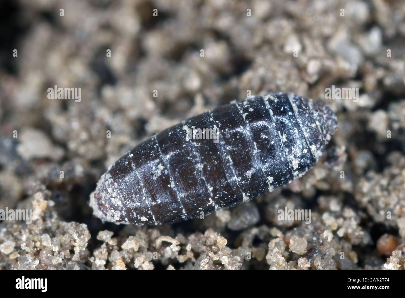 Frit fly (Oscinella frit) European species of the family Chloropidae ...