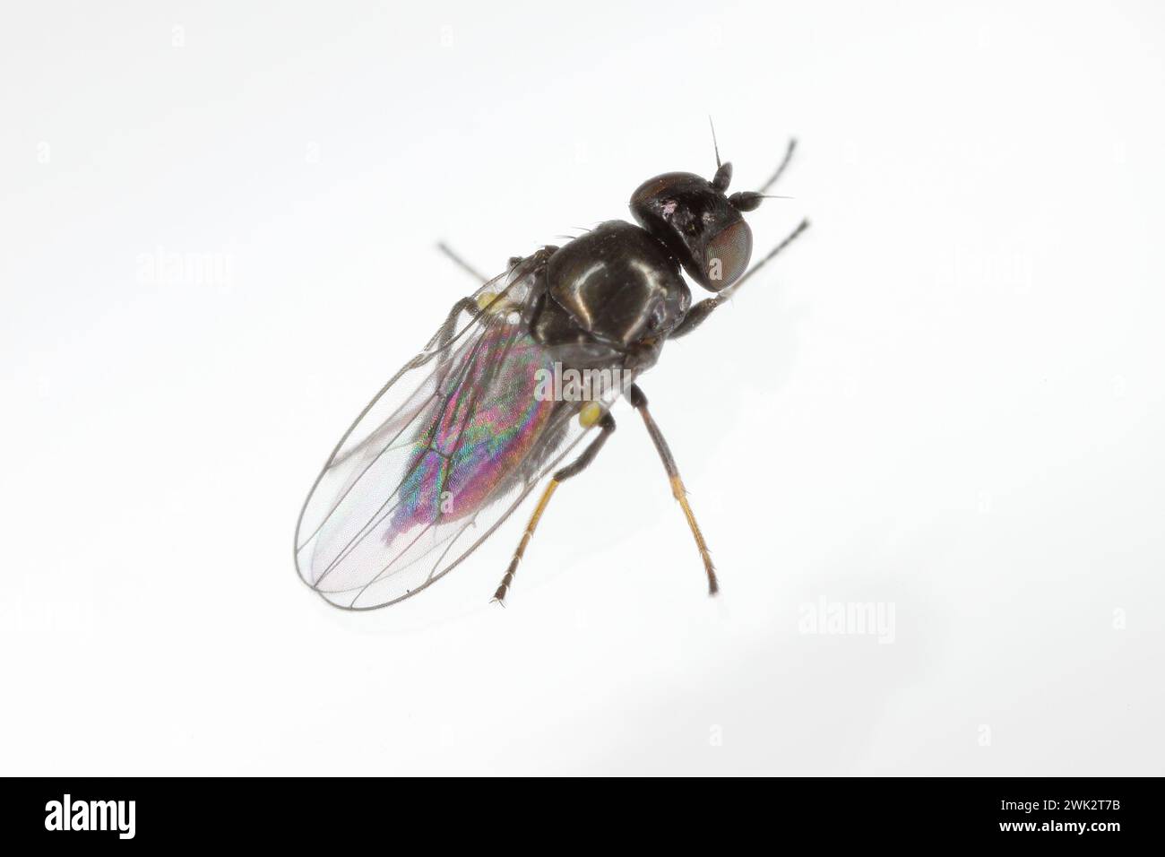 Frit fly (Oscinella frit) European species of the family Chloropidae ...