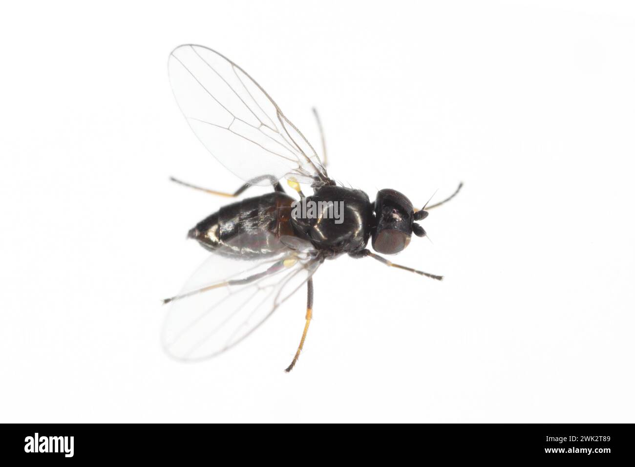 Chloropidae Cut Out Stock Images & Pictures - Alamy