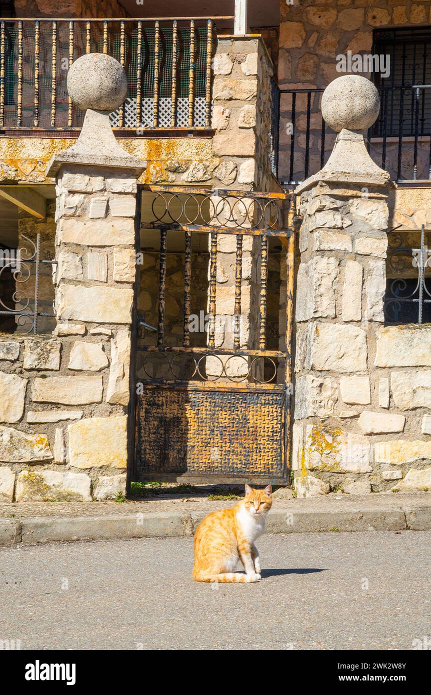 Gato animales felino mascota hi-res stock photography and images - Alamy