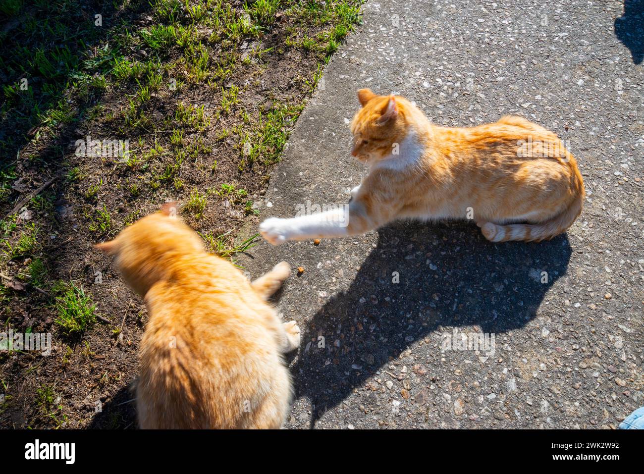Animales atigrados hi-res stock photography and images - Alamy