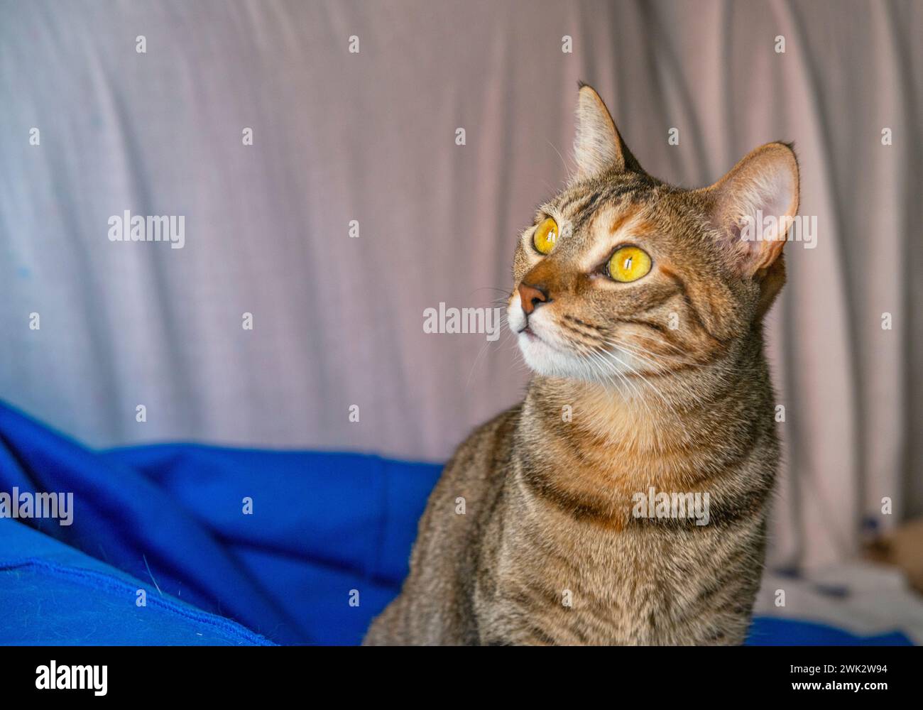 Animals inside home hi-res stock photography and images - Alamy