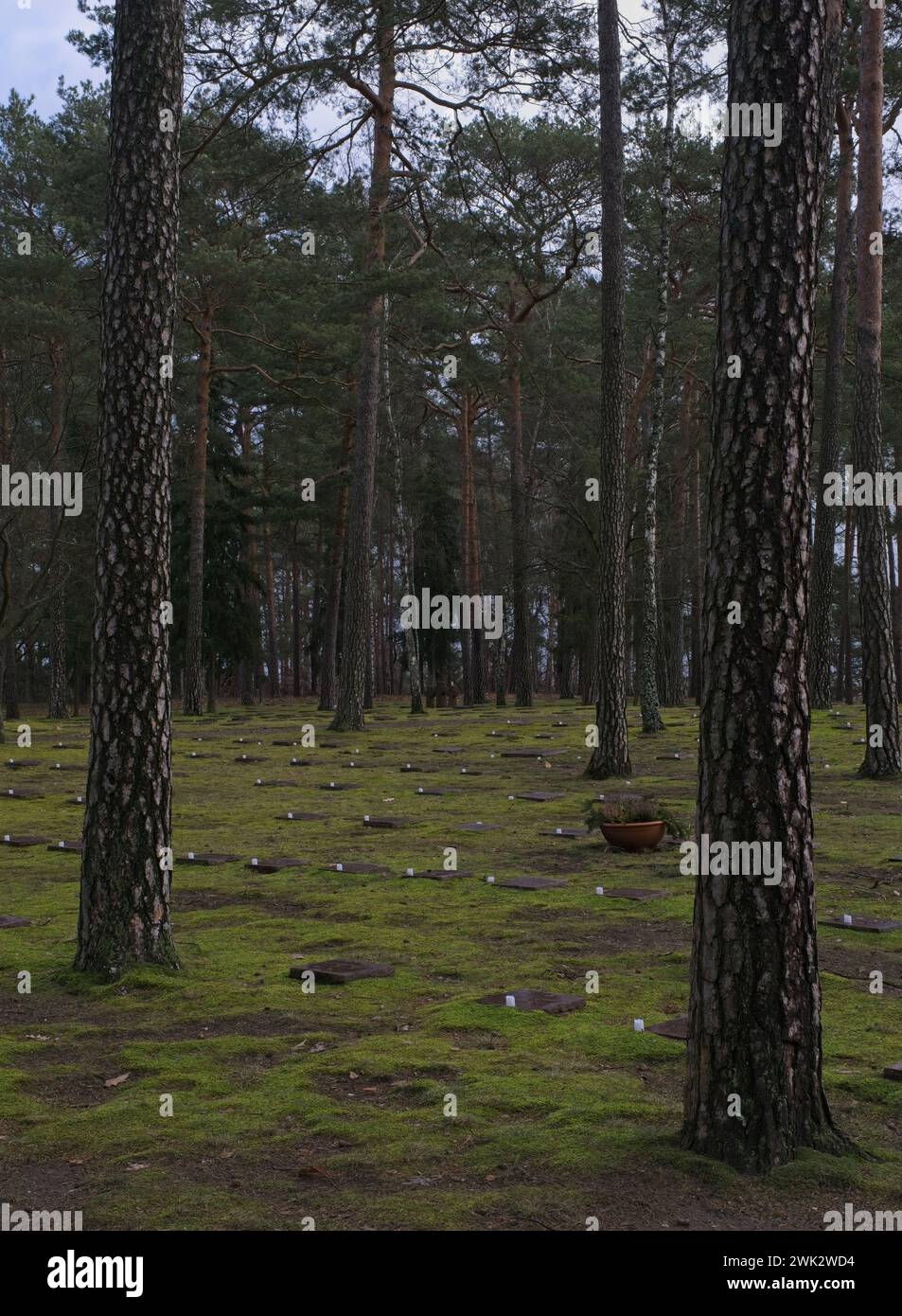 Halbe, Germany - Jan 24, 2024: This war cemetery contains the graves of ...