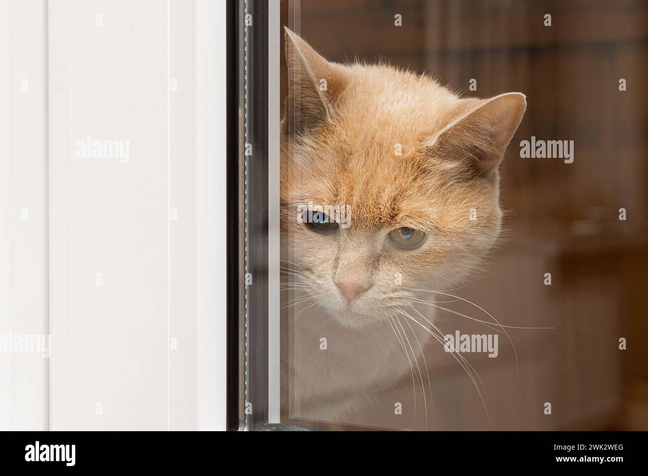 cat looks out the window, shot through glass. cat behind glass Stock ... cat looks out the window, shot through glass. cat behind glass Stock ...