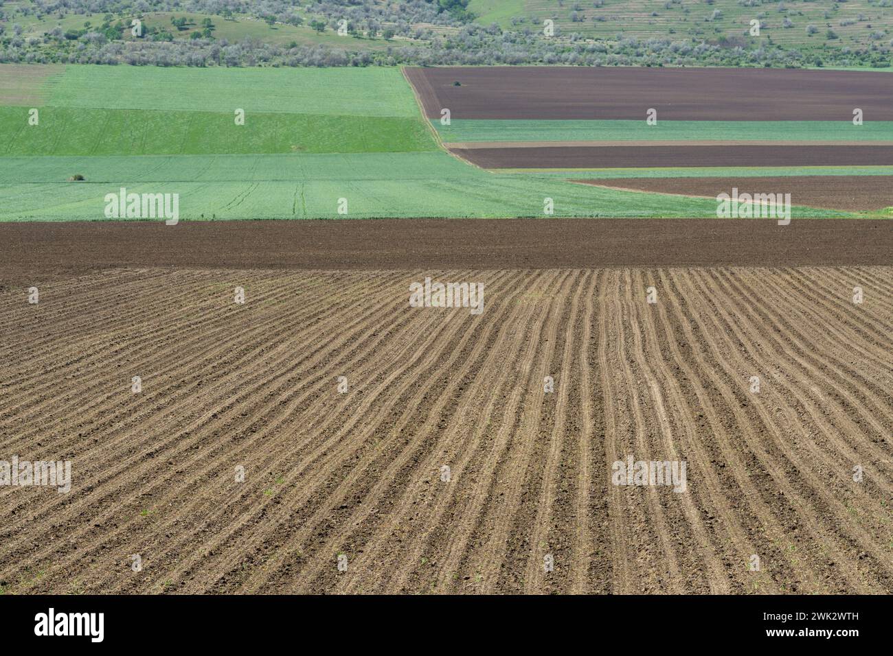 Green grass, brown land crops ready for agriculture and trees ...
