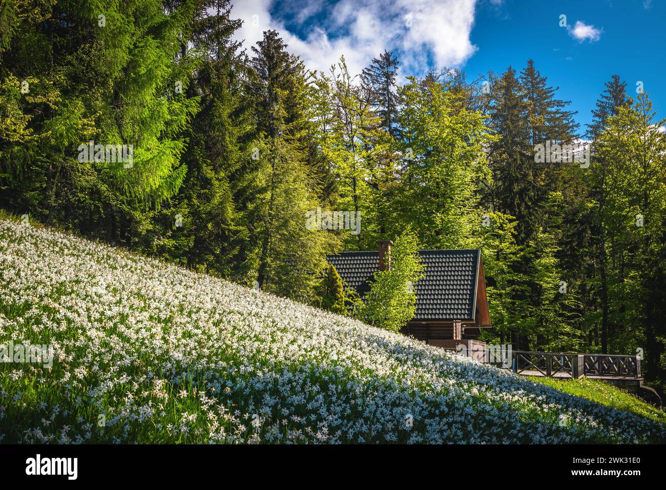 Stunning place with blooming white daffodil flowers on the slope ...