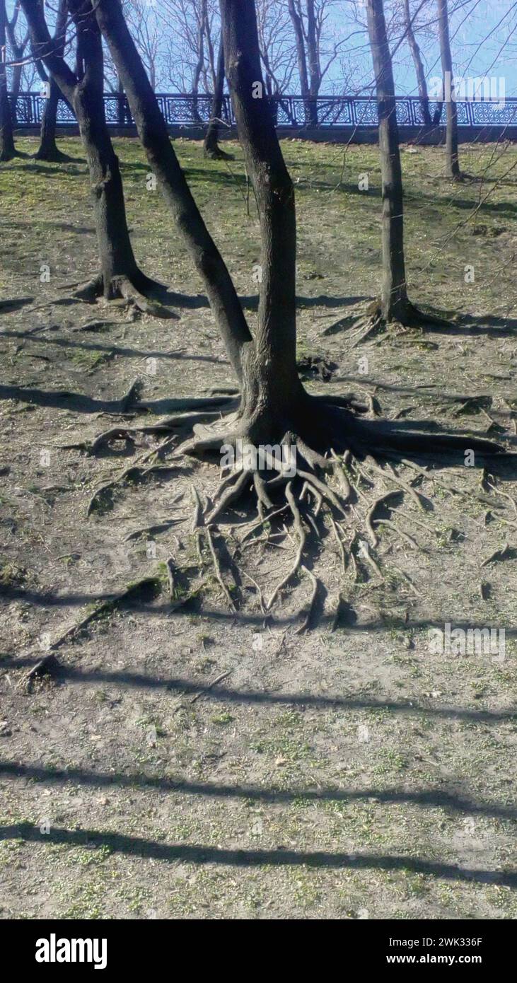 Old tree roots protruding above ground, visible intertwining of roots ...