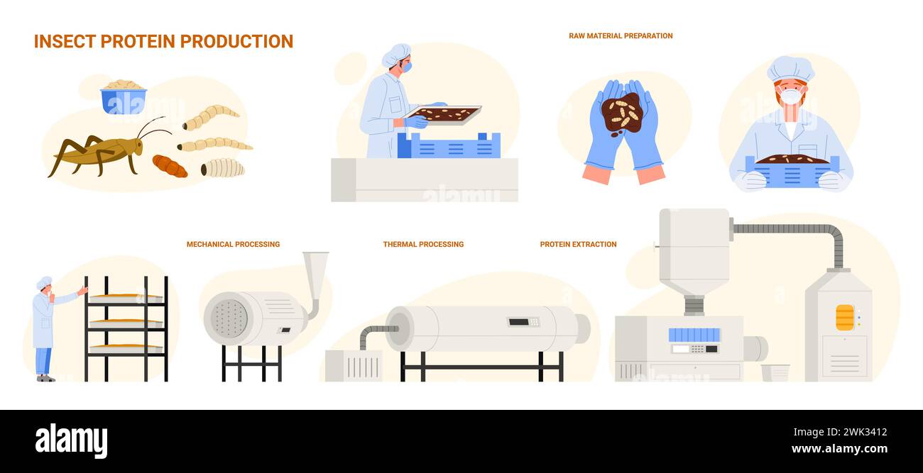Protein food production from insects, infographic set with process ...