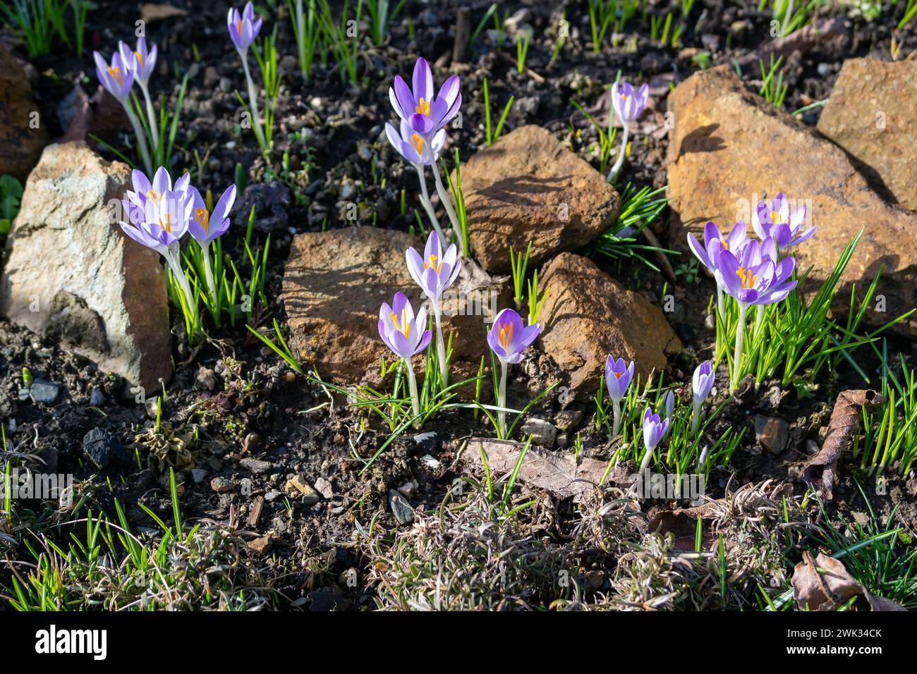 spring crocus flowers in a rock garden bed Stock Photo - Alamy