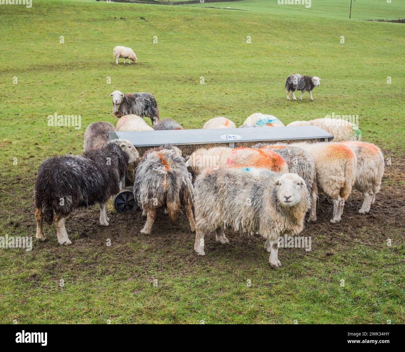 Wheeled feeder rack hi-res stock photography and images - Alamy