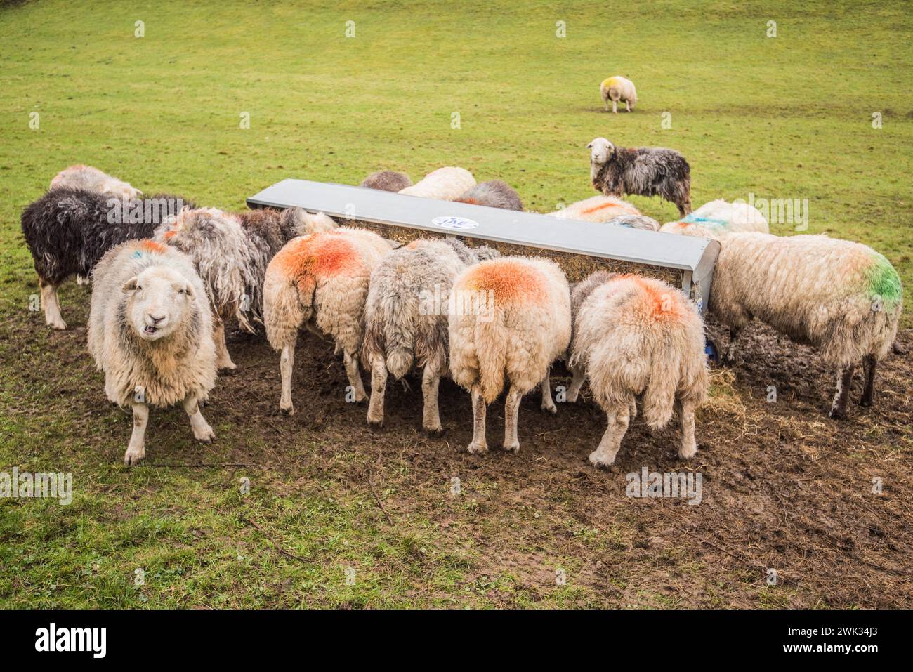 Mixed sheep breeds hi-res stock photography and images - Alamy